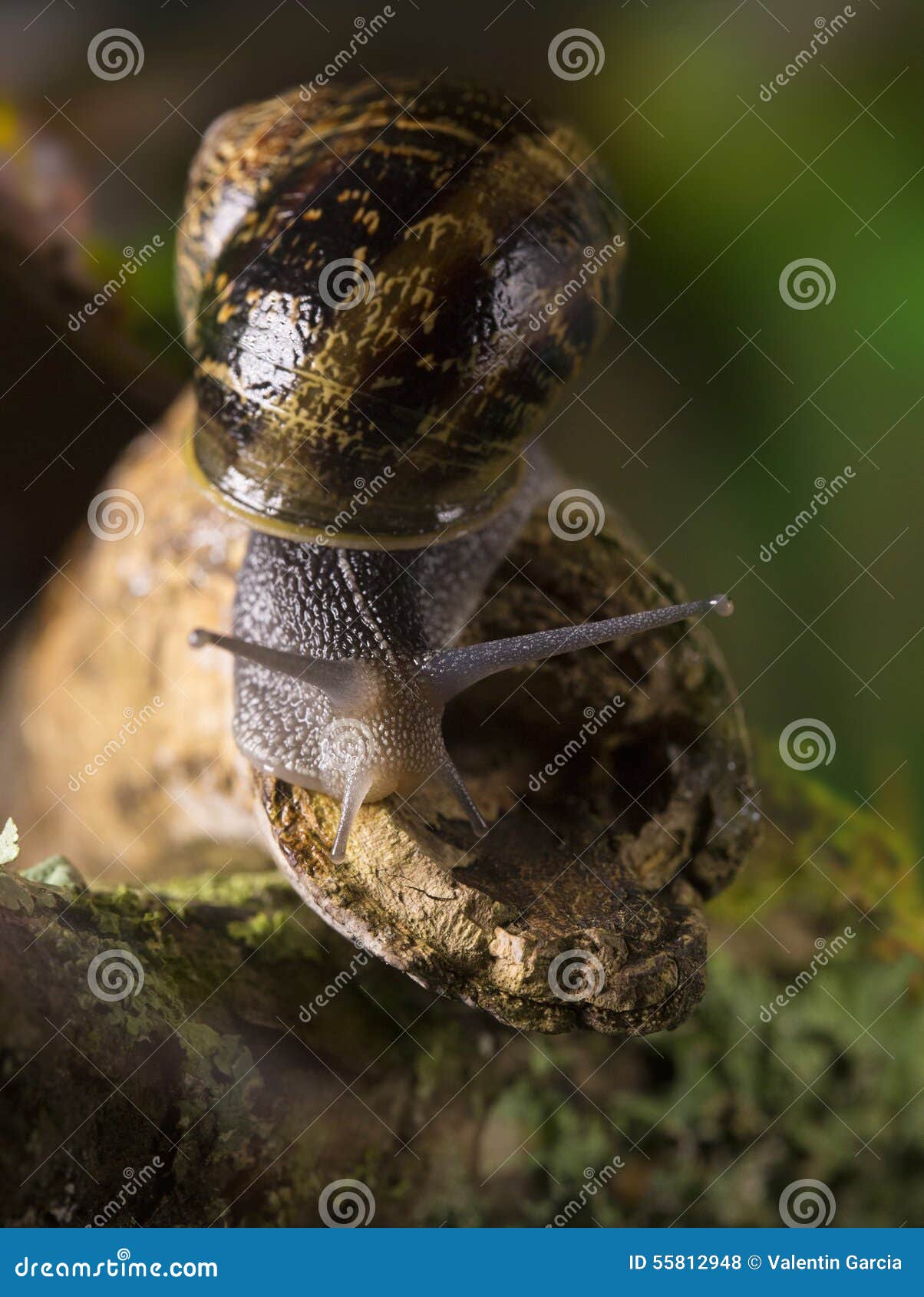 Snail sliding on a branch stock photo. Image of muscle - 55812948
