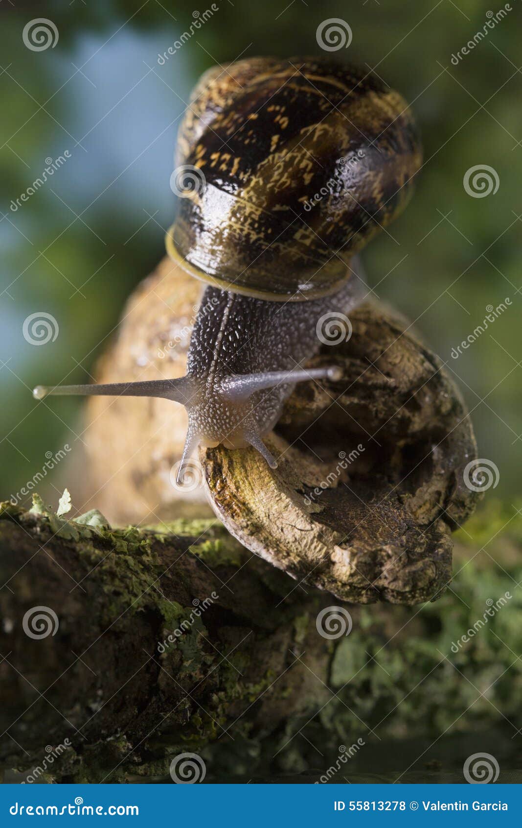 Snail sliding on a branch stock photo. Image of muscle - 55813278