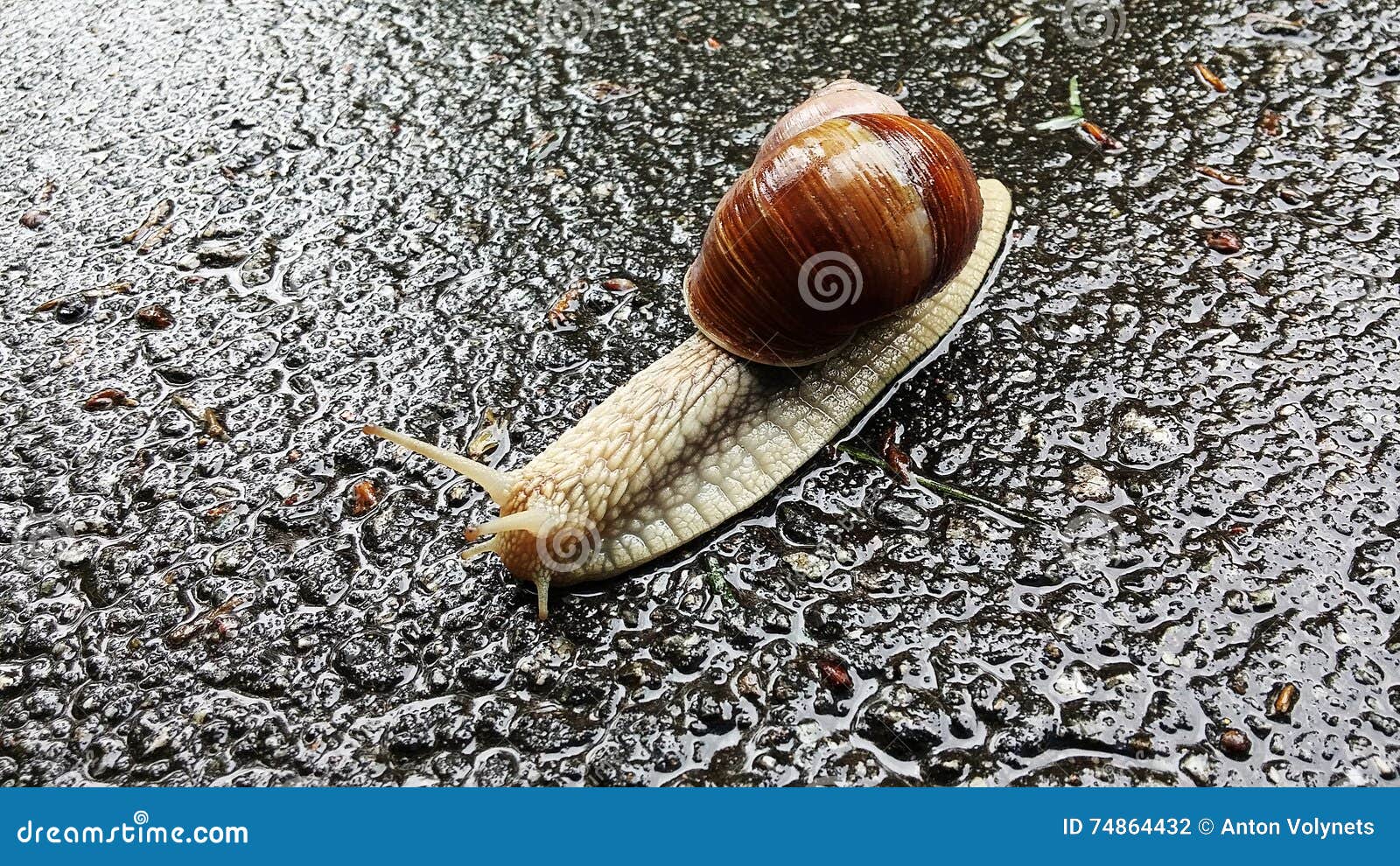 Snail sliding stock photo. Image of shell, sliding, nature - 74864432