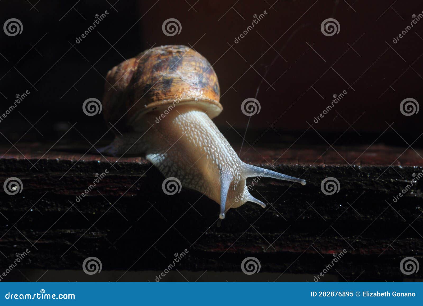 Snail Sliding on a Wood with Black Background Stock Image - Image of ...