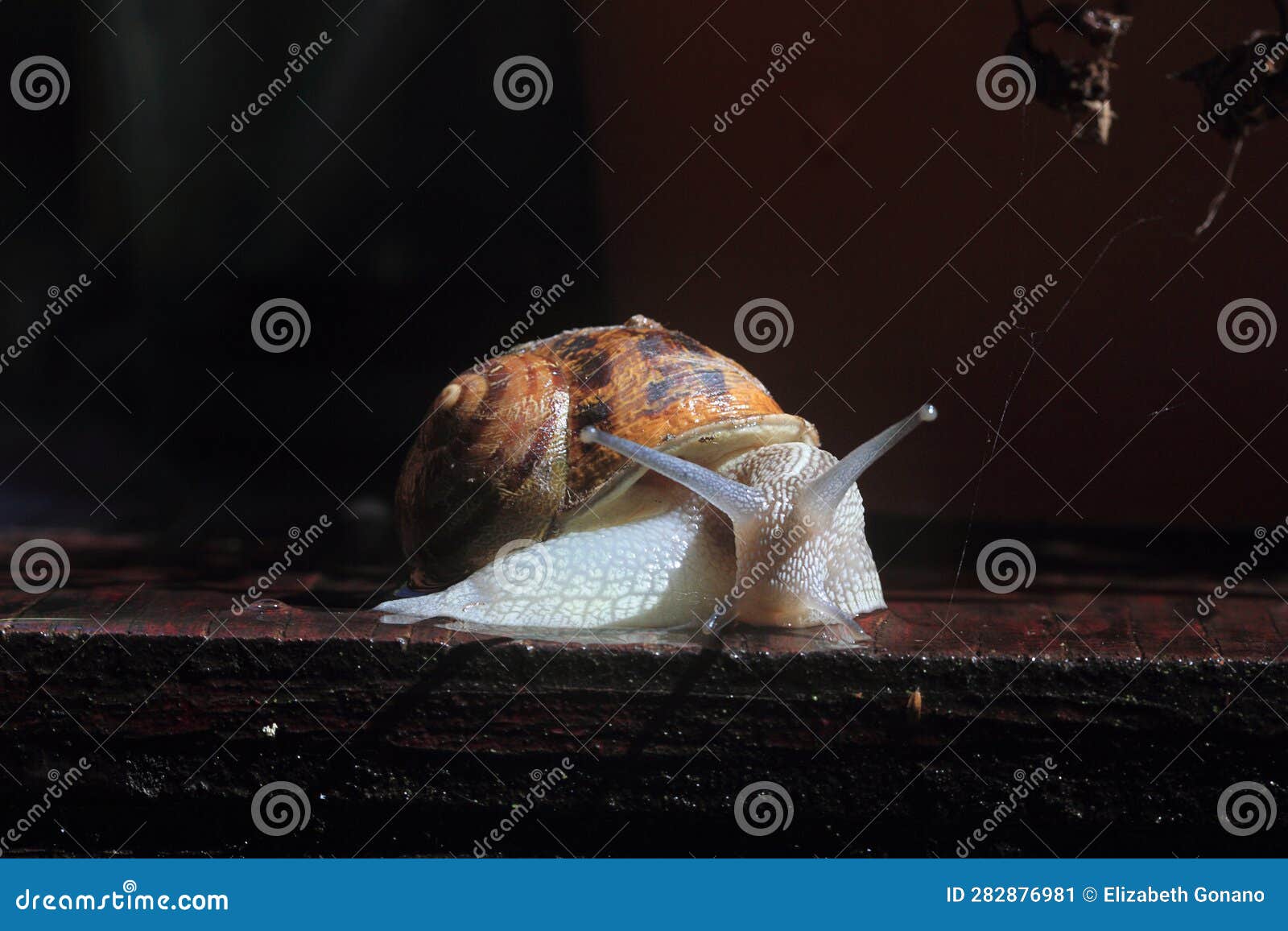 Snail sliding on a wood stock image. Image of garden - 282876981