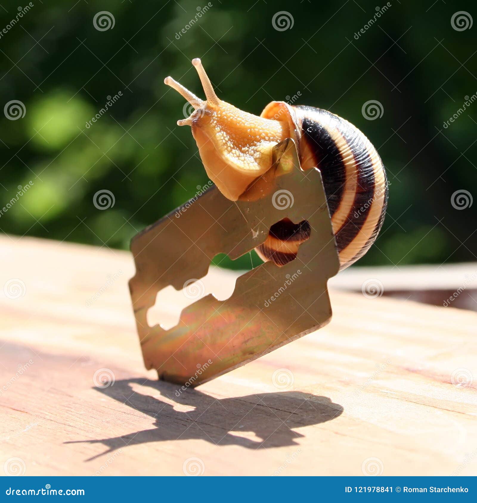 Snail Slids on the Sharp Edge of the Blade Stock Image - Image of helix ...