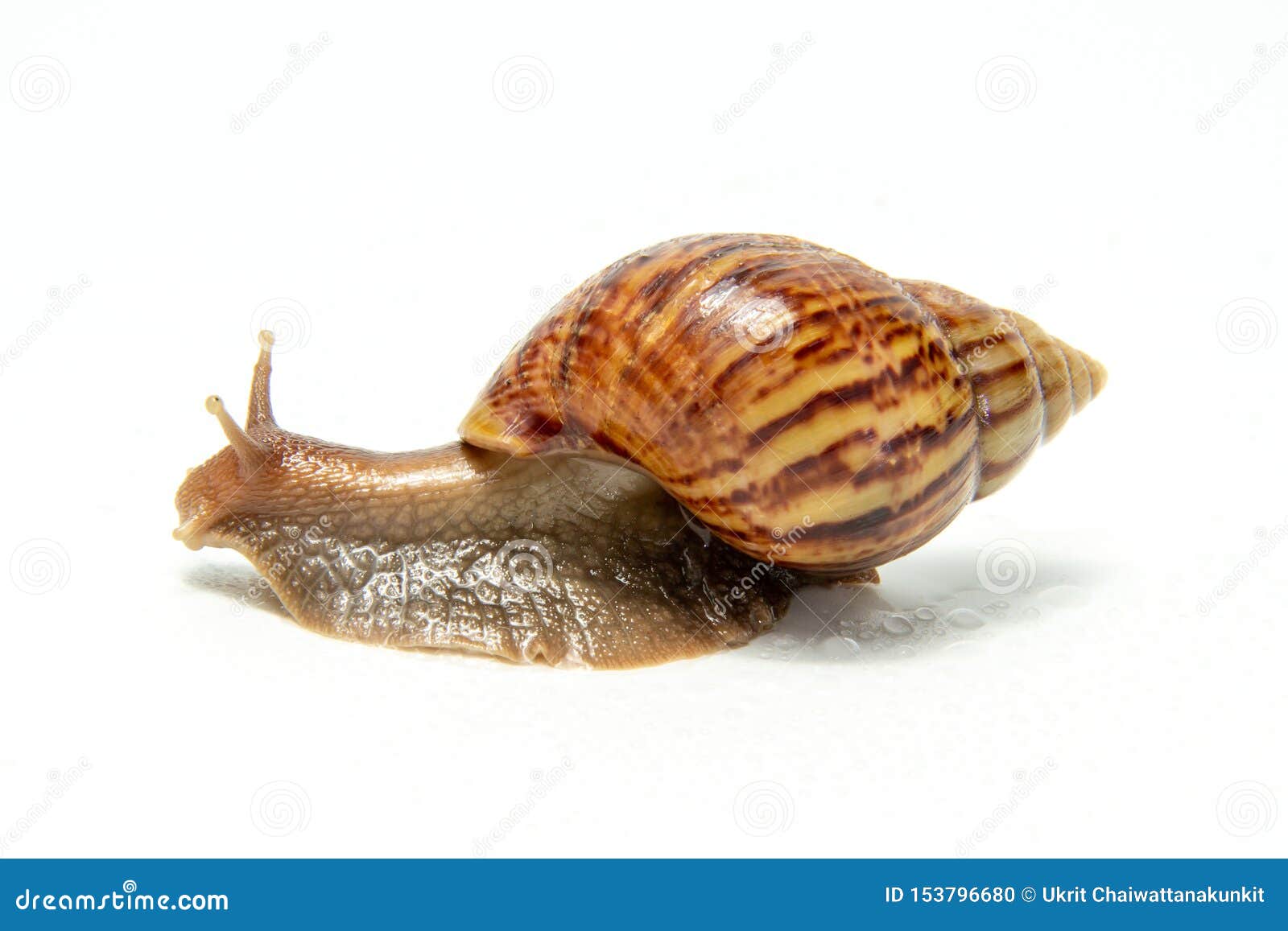 Snail-slime Face Cream In A Pot Stock Image | CartoonDealer.com #90741493