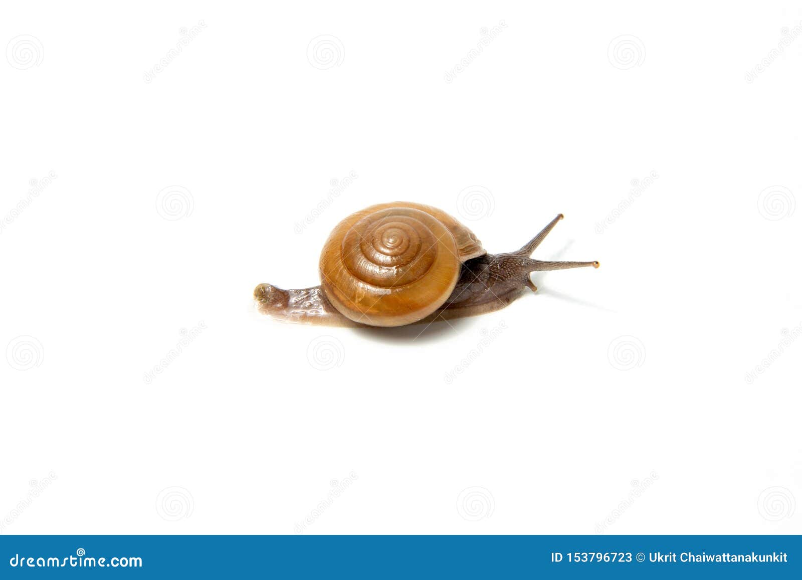 Snail-slime Face Cream In A Pot Stock Image | CartoonDealer.com #90741493