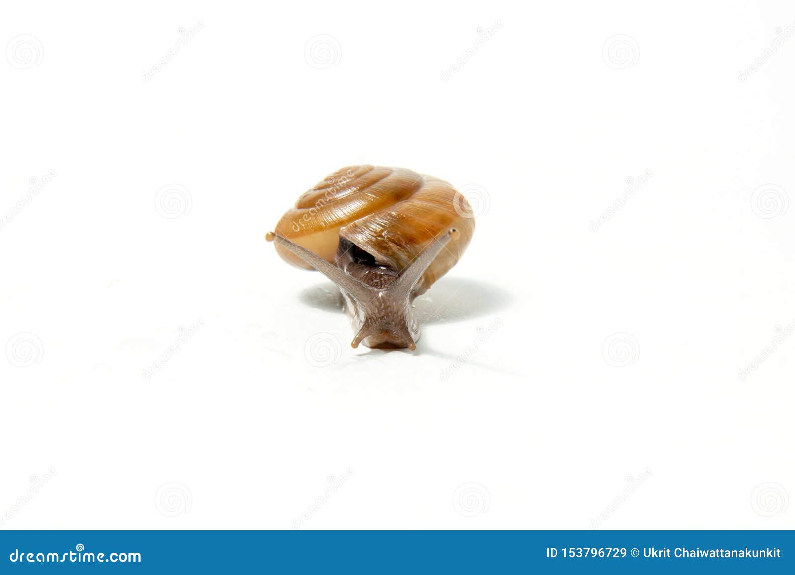 Snail-slime Face Cream In A Pot Stock Image | CartoonDealer.com #90741493