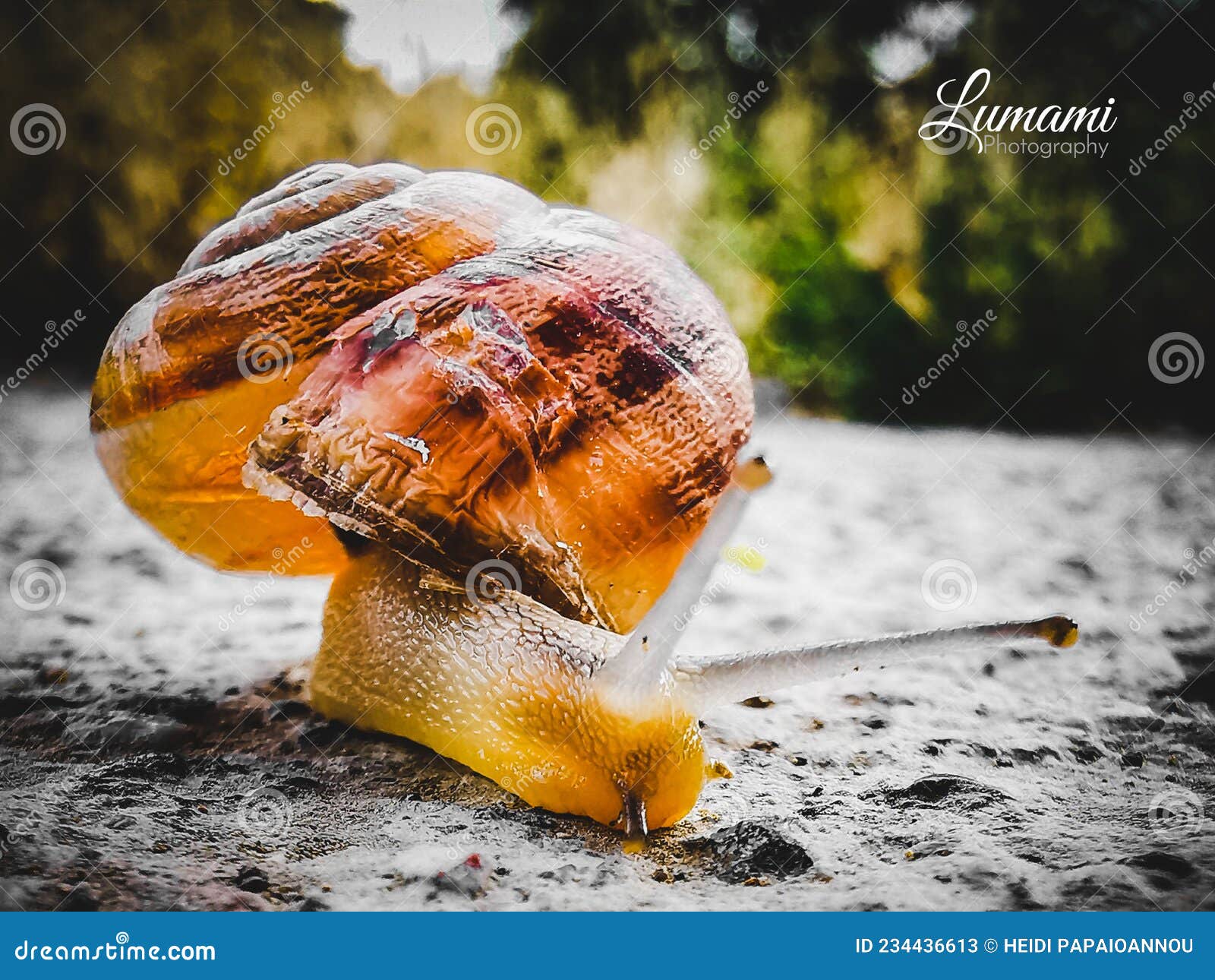 Snail Slithering Around stock image. Image of produce - 234436613