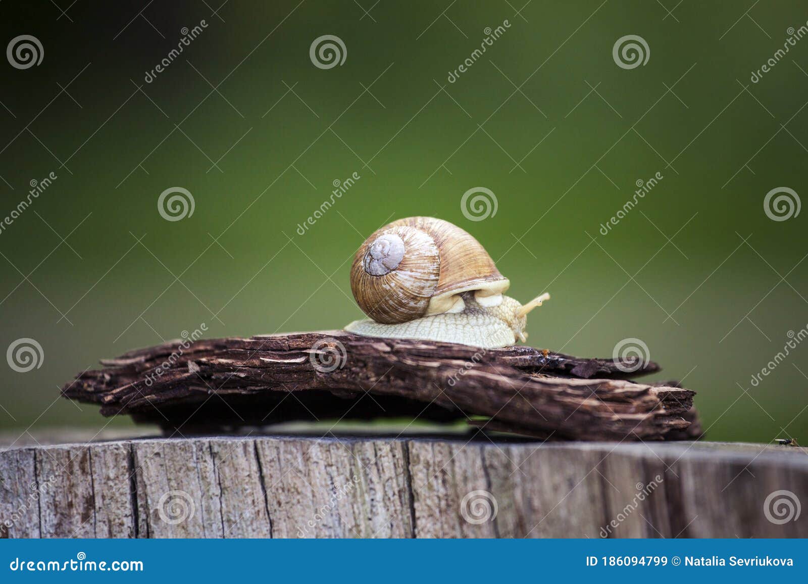 A Slow Animal that is Covered by a Shell. Stock Image - Image of helix ...