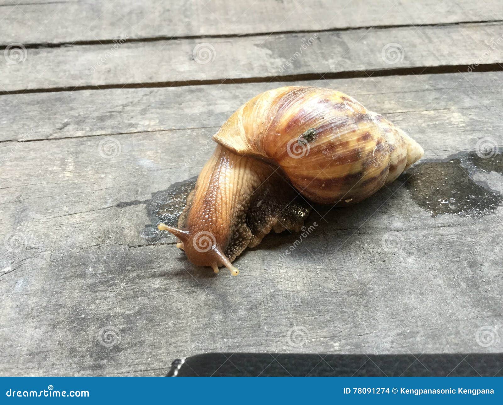 Snail stock photo. Image of shell, shells, trail, wild - 78091274
