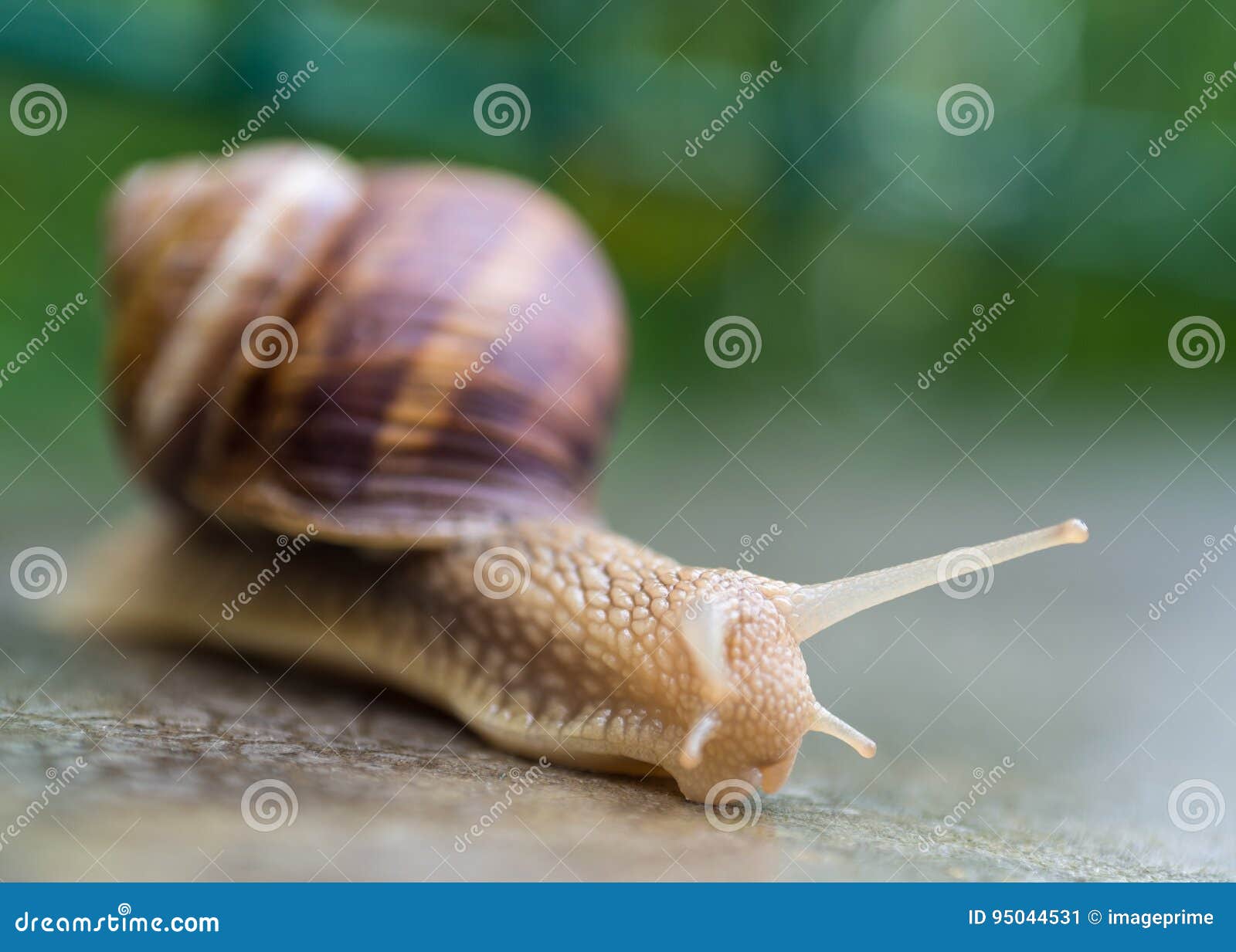 Snail Slow stock image. Image of garden, crawler, macro - 95044531