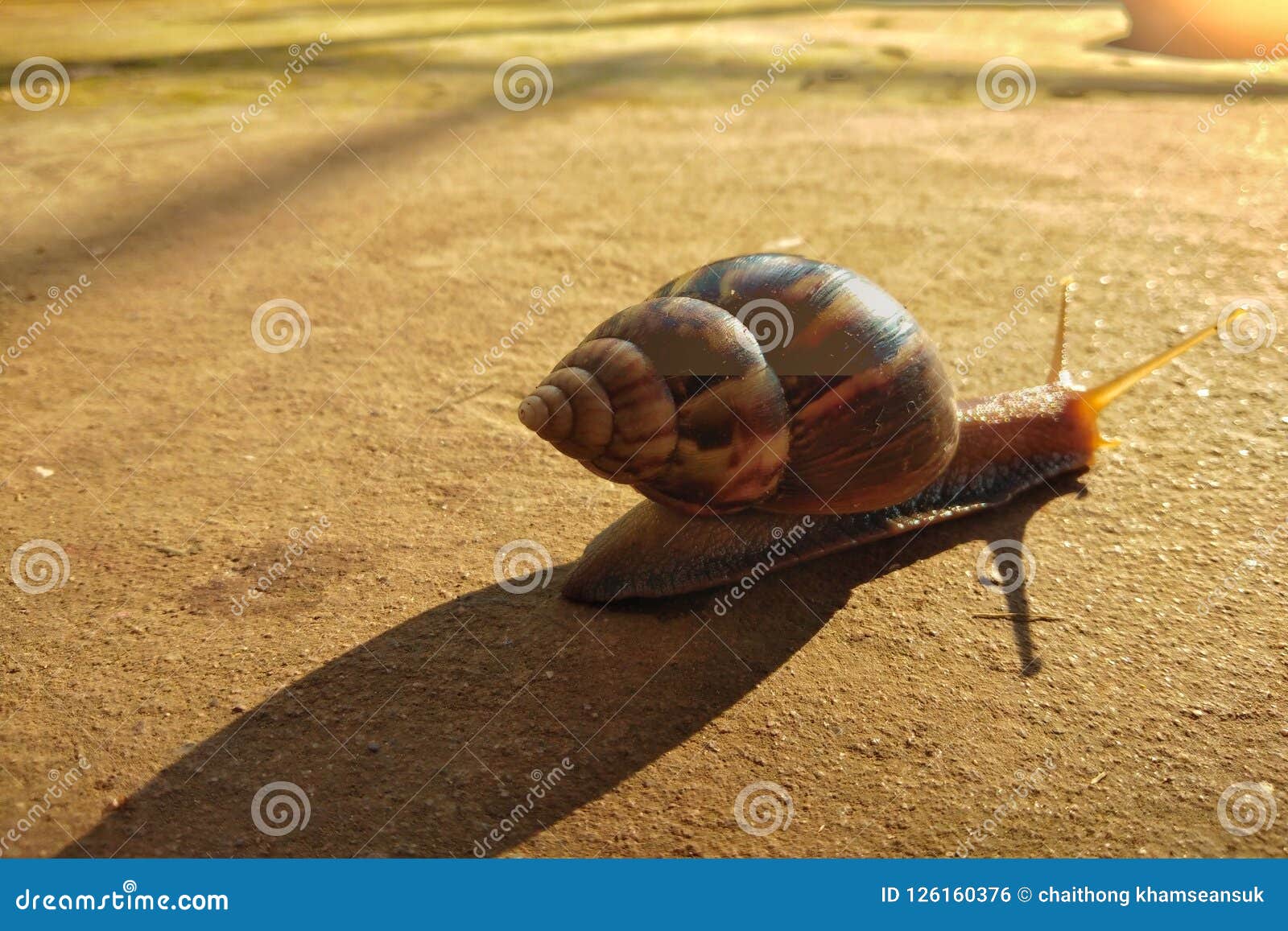 Snail stock photo. Image of slow, nature, sunshine, life - 126160376