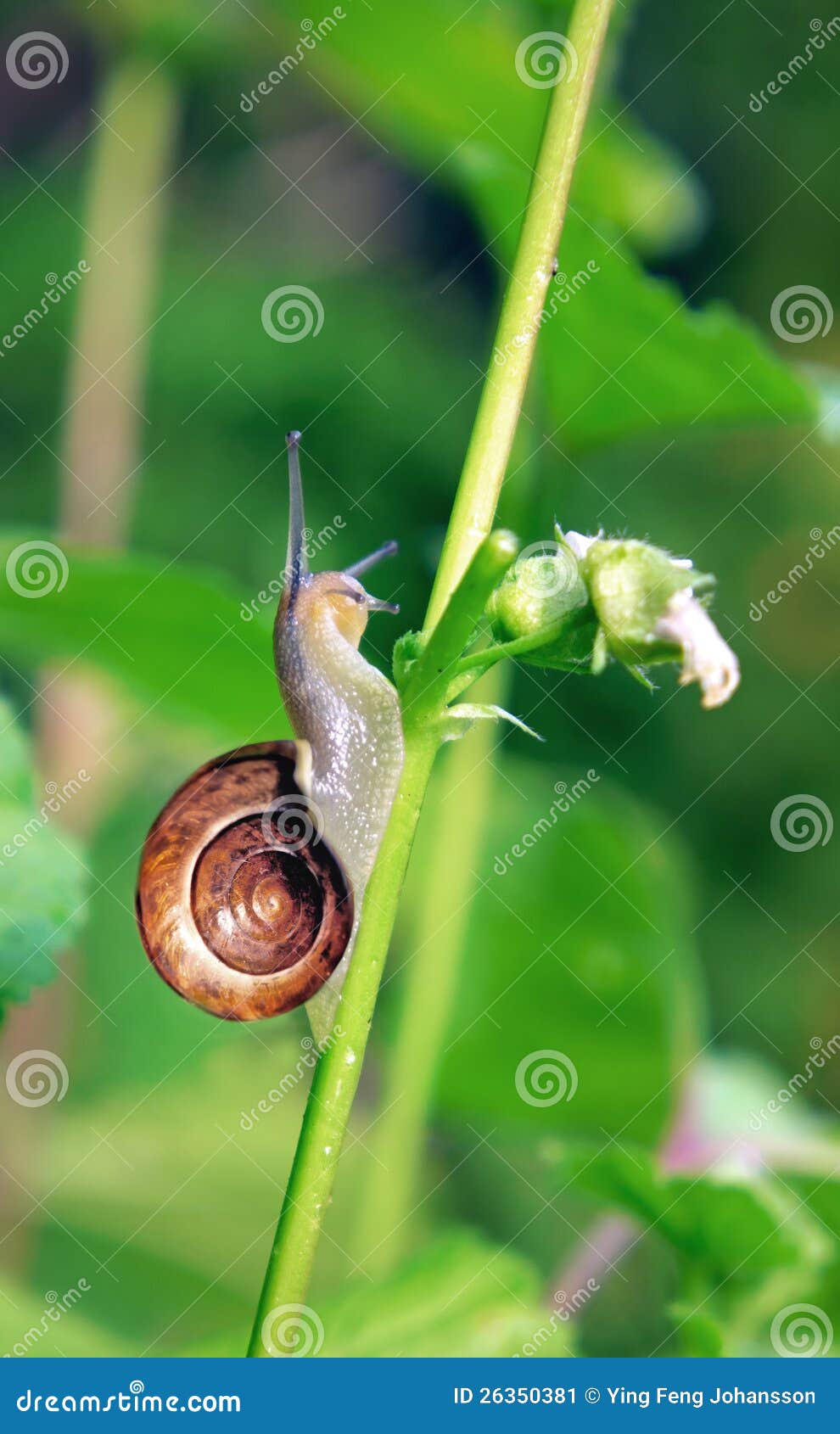 Snail in slow motion stock image. Image of motion, snail - 26350381
