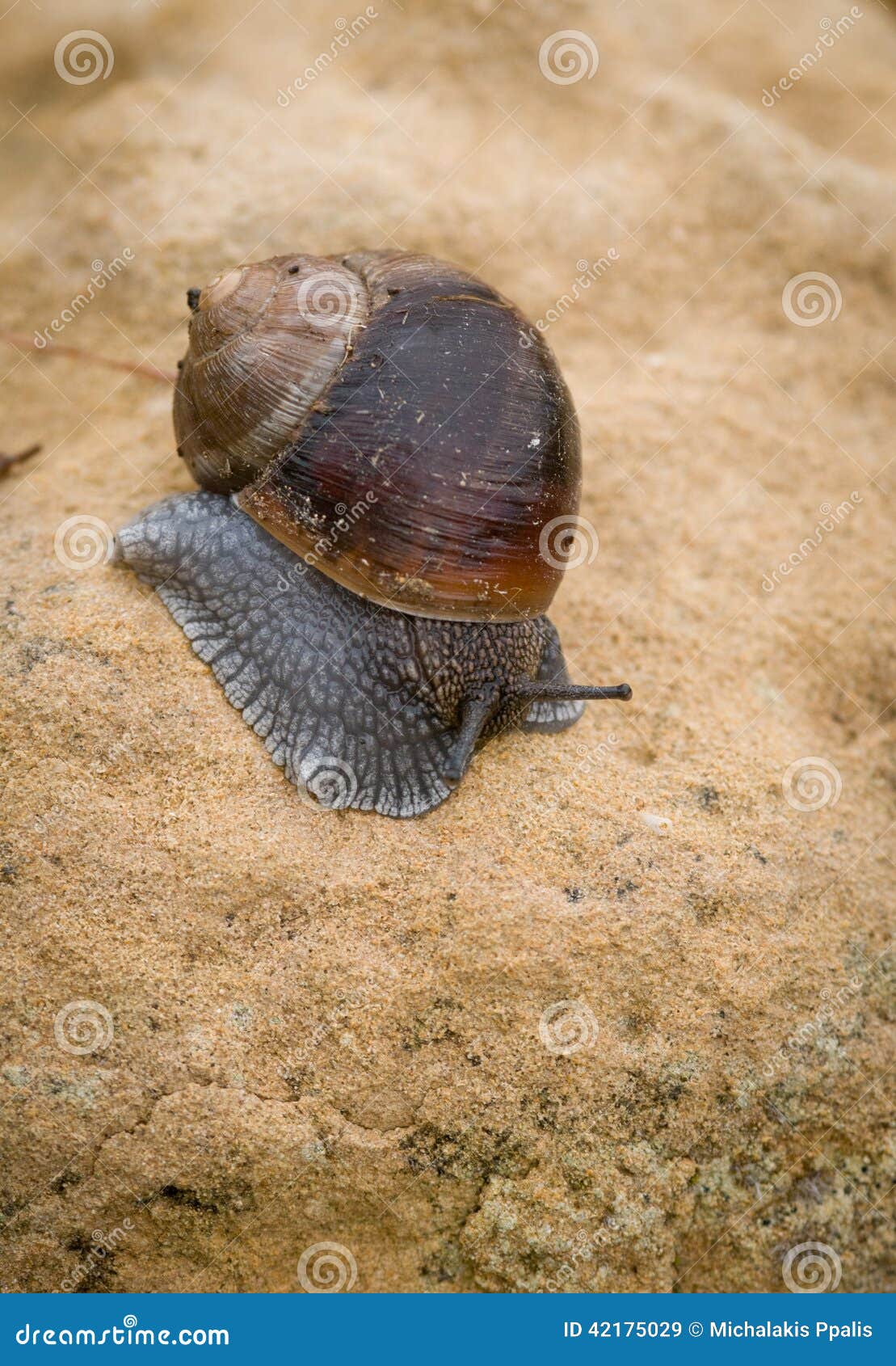 Snail, slow motion stock image. Image of brown, speed - 42175029