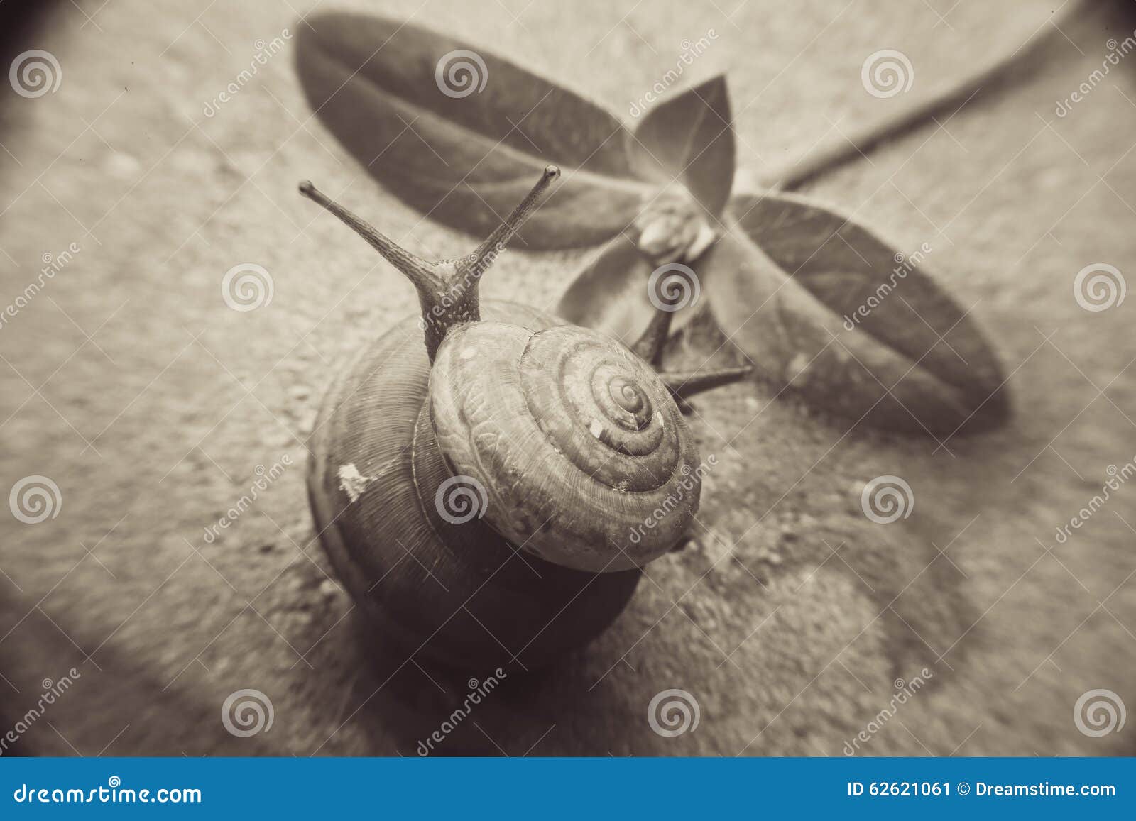 Snail slow move on brick stock image. Image of family - 62621061