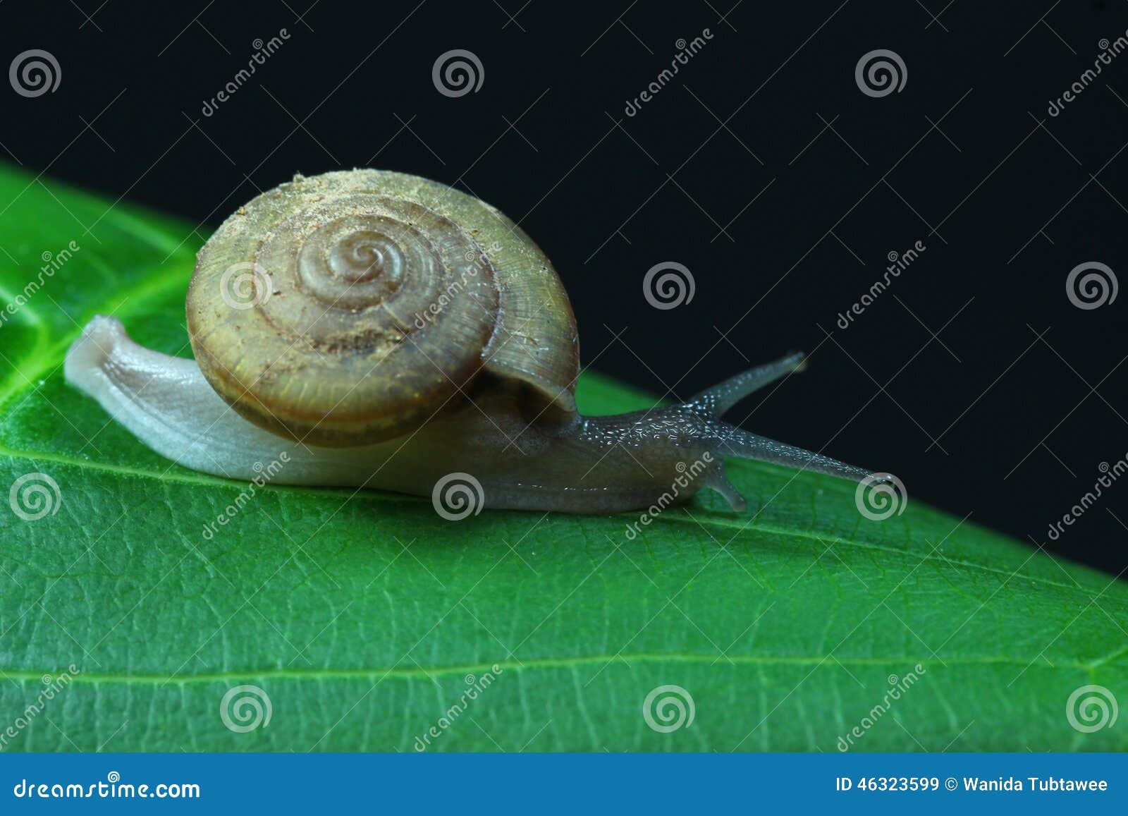 Snail stock image. Image of antenna, nature, crawling - 46323599