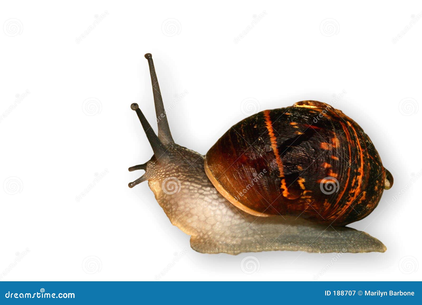 The Snail, Slow and Slimey stock image. Image of gardens - 188707