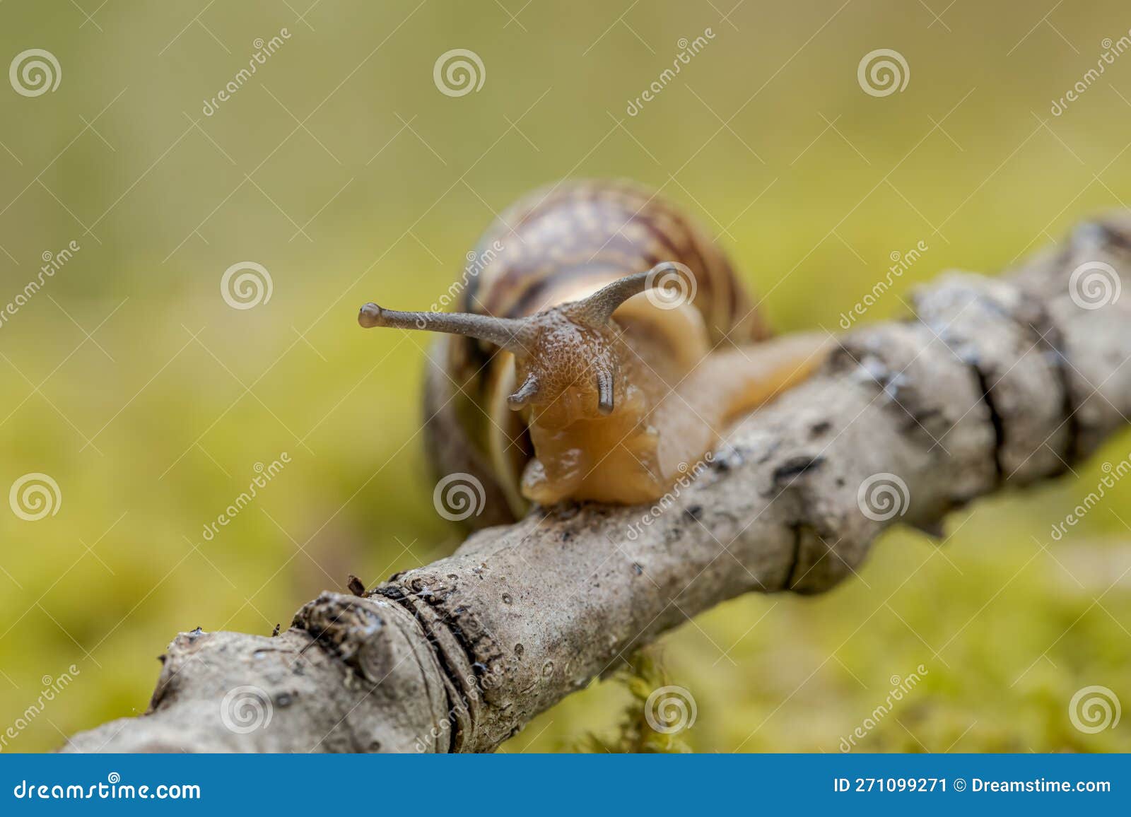Snail Slowly Creeping Along Super Macro Close-up Stock Image - Image of ...