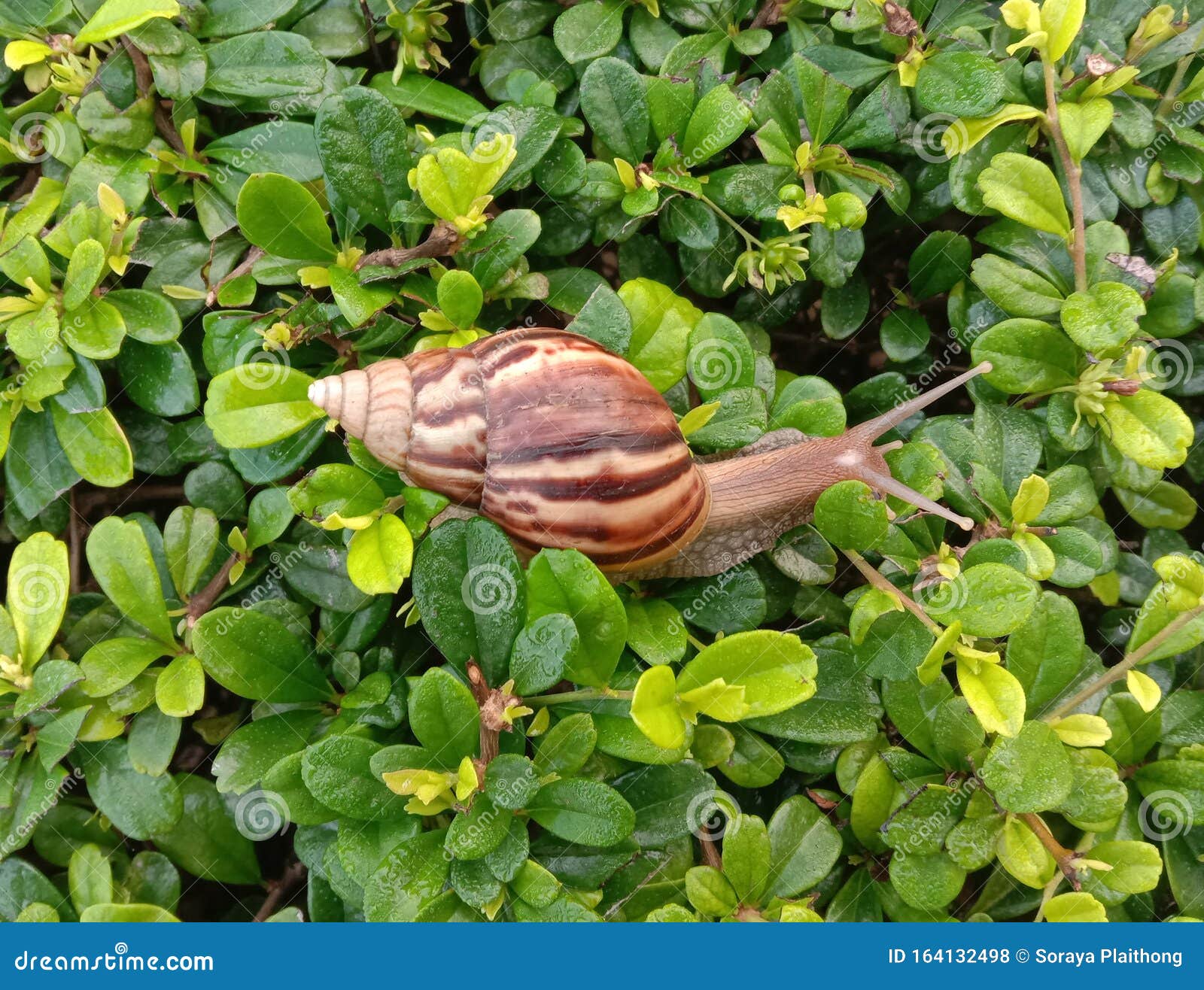 Snail Slowly Moving on the Branches of the Tree. Stock Photo - Image of ...