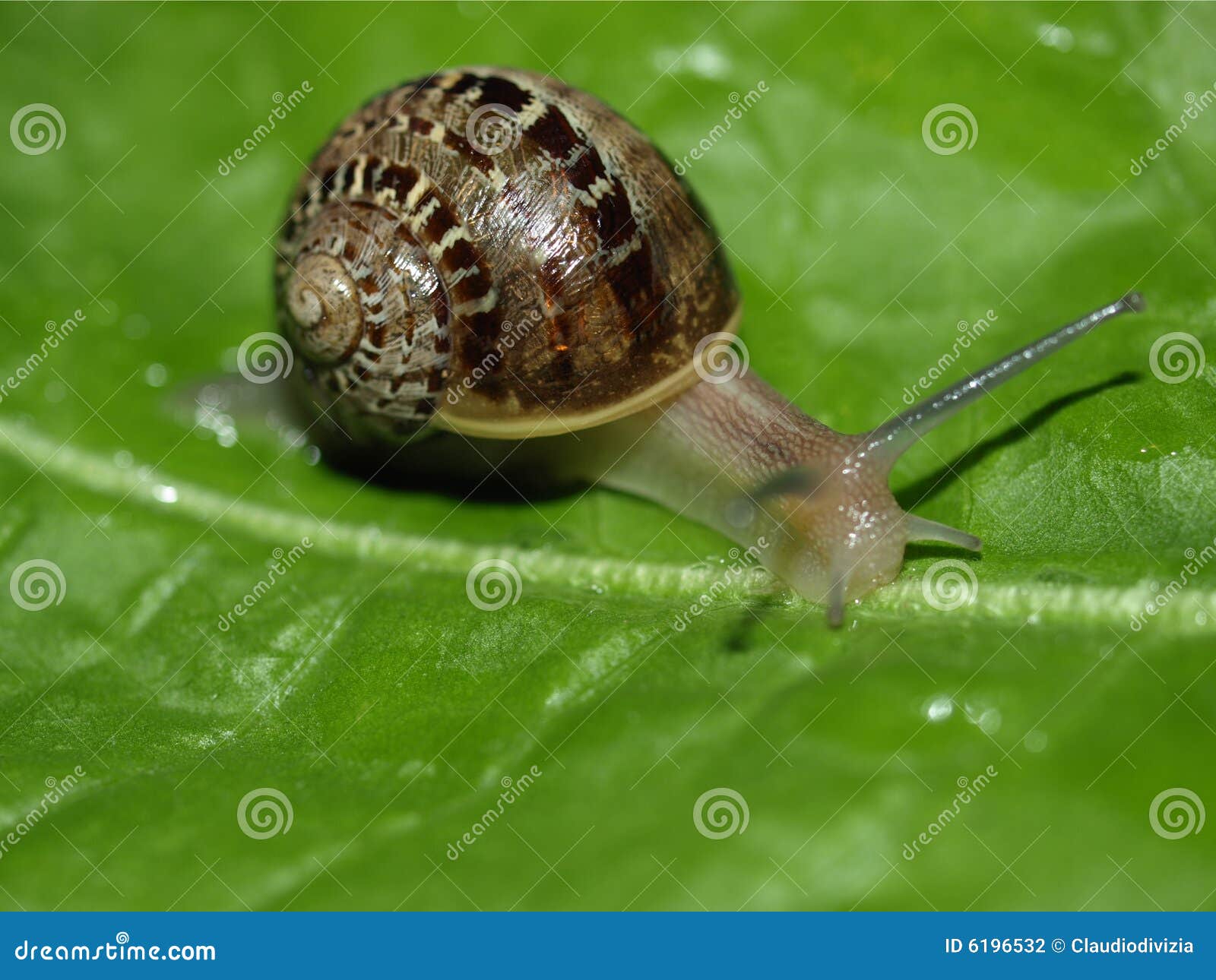 Snail slug stock photo. Image of mollusk, lettuce, land - 6196532