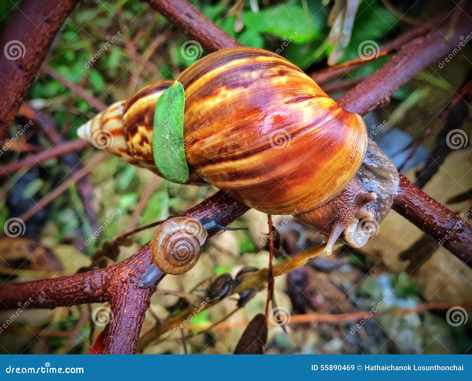 Snail stock image. Image of nature, animal, small, tree - 55890469