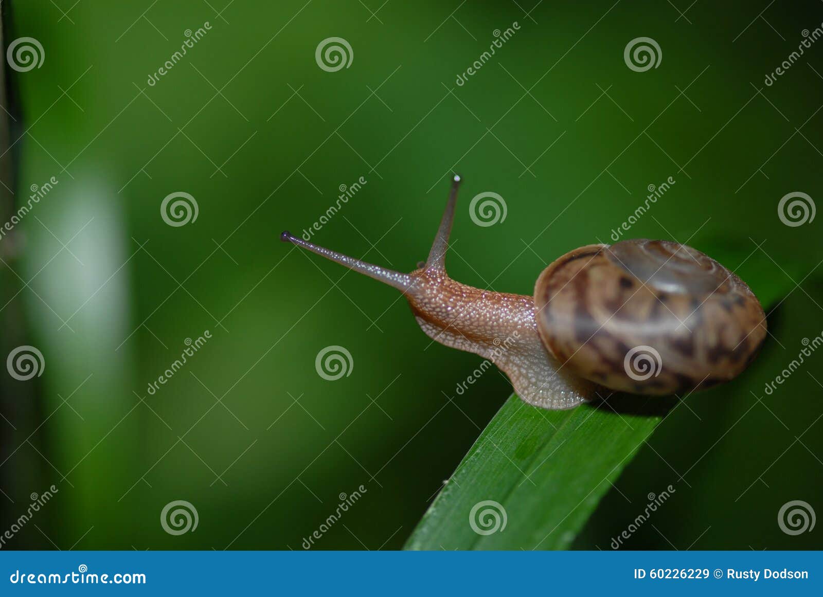 Snail stock image. Image of environment, snail, single - 60226229