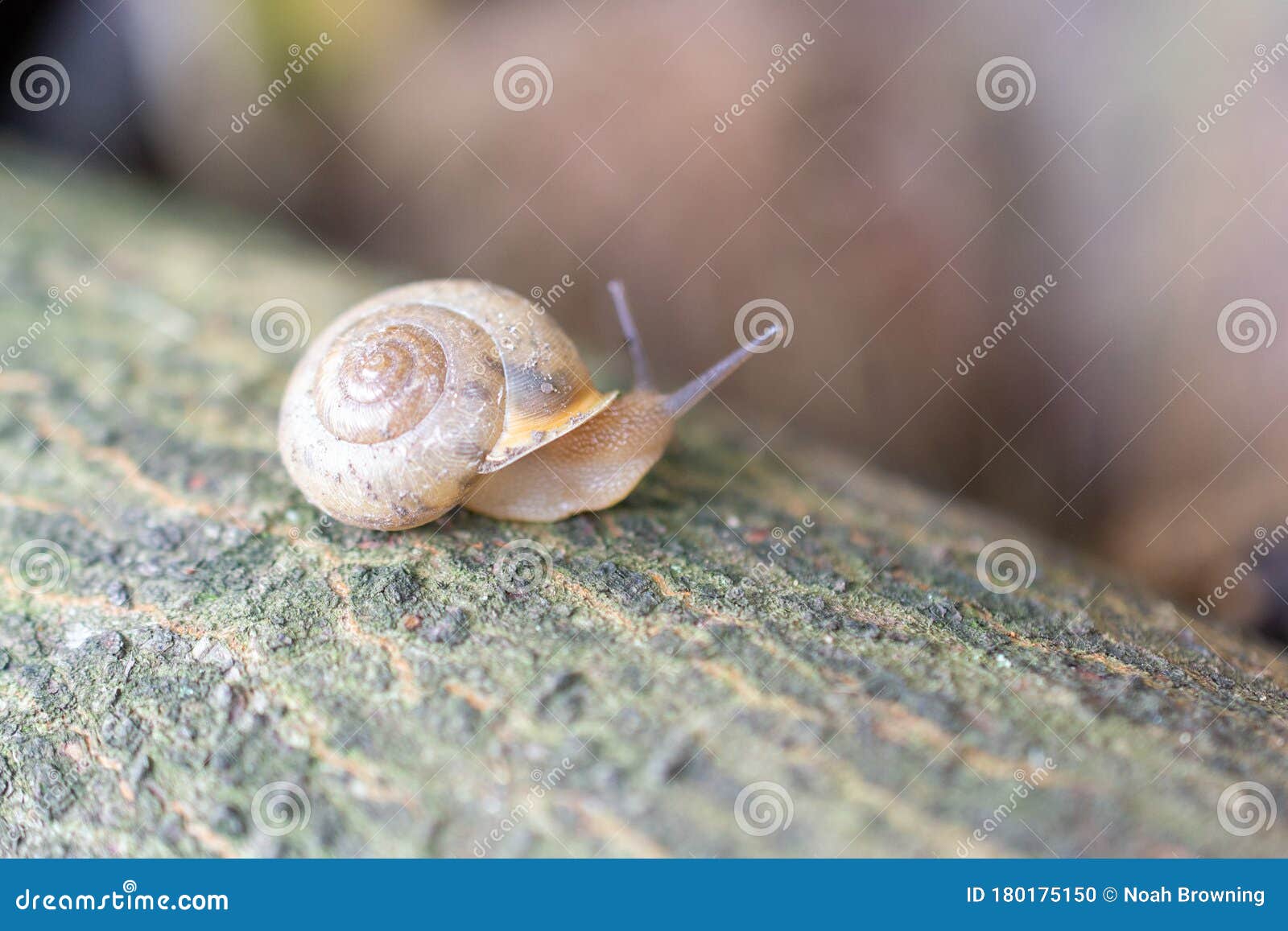 Snail stock photo. Image of shell, small, gastropod - 180175150