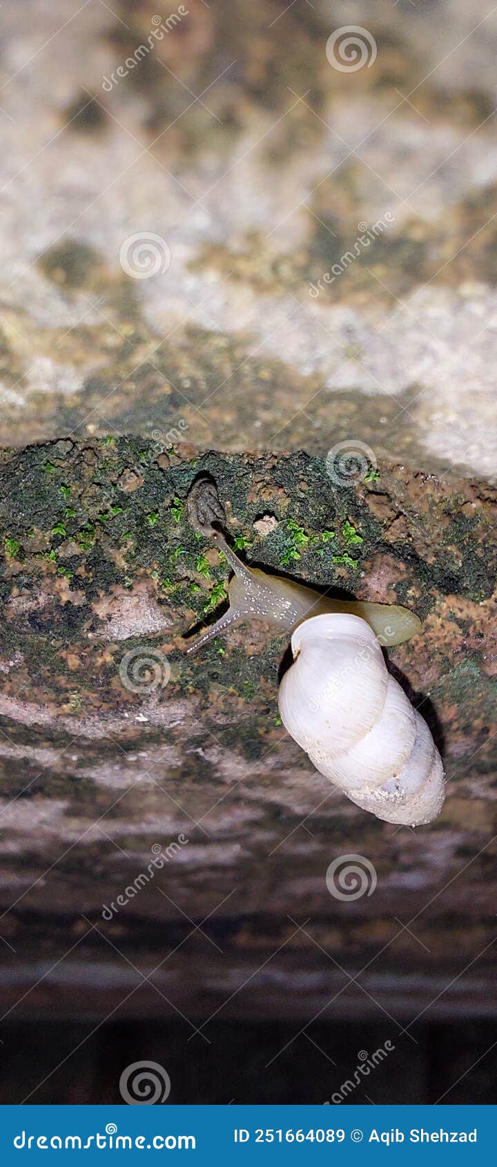 Snail Small Animal Nature Tiny Wildlife Stock Image | CartoonDealer.com ...