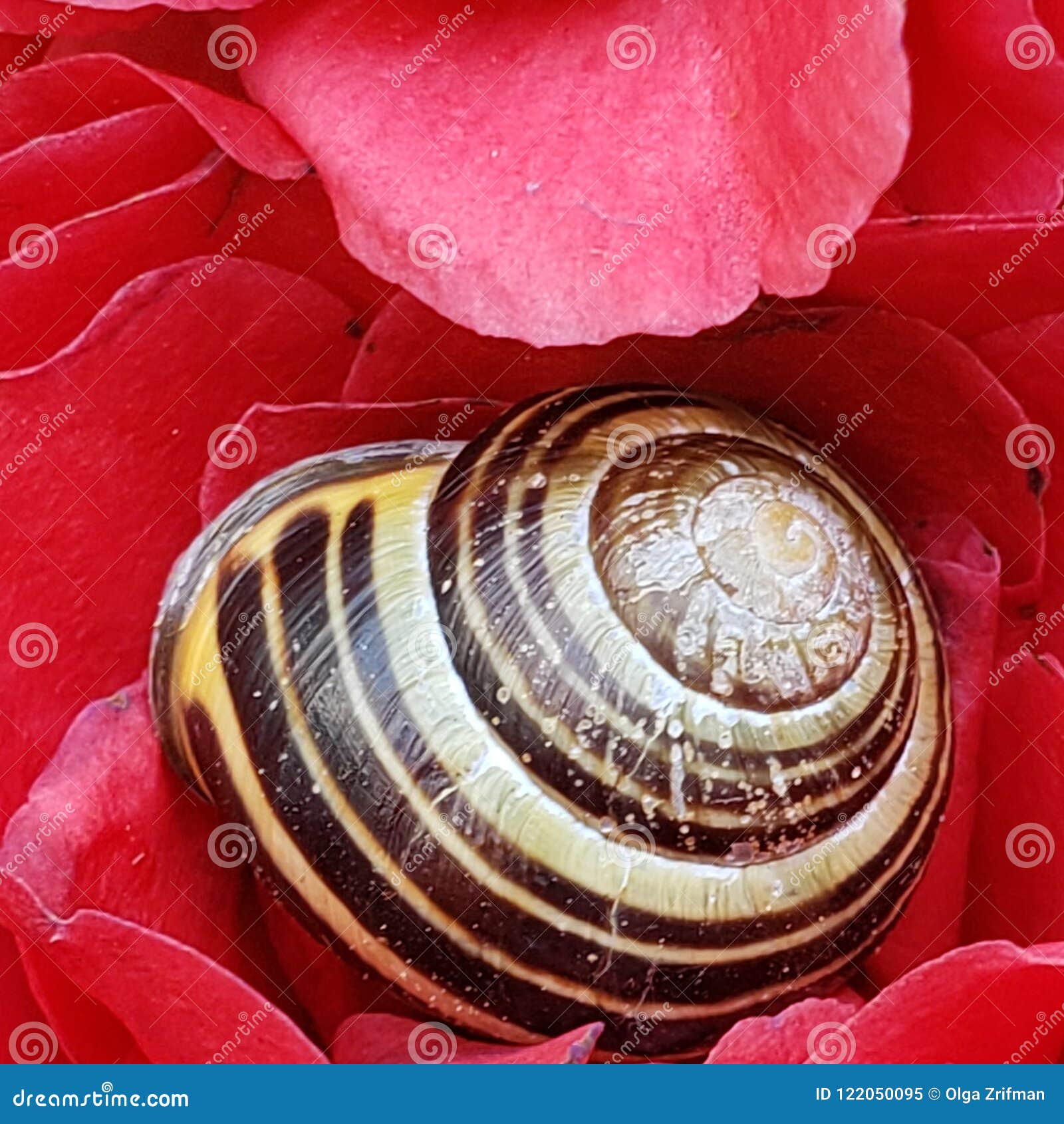 Snail stock image. Image of snail, flower, pretty, garden - 122050095