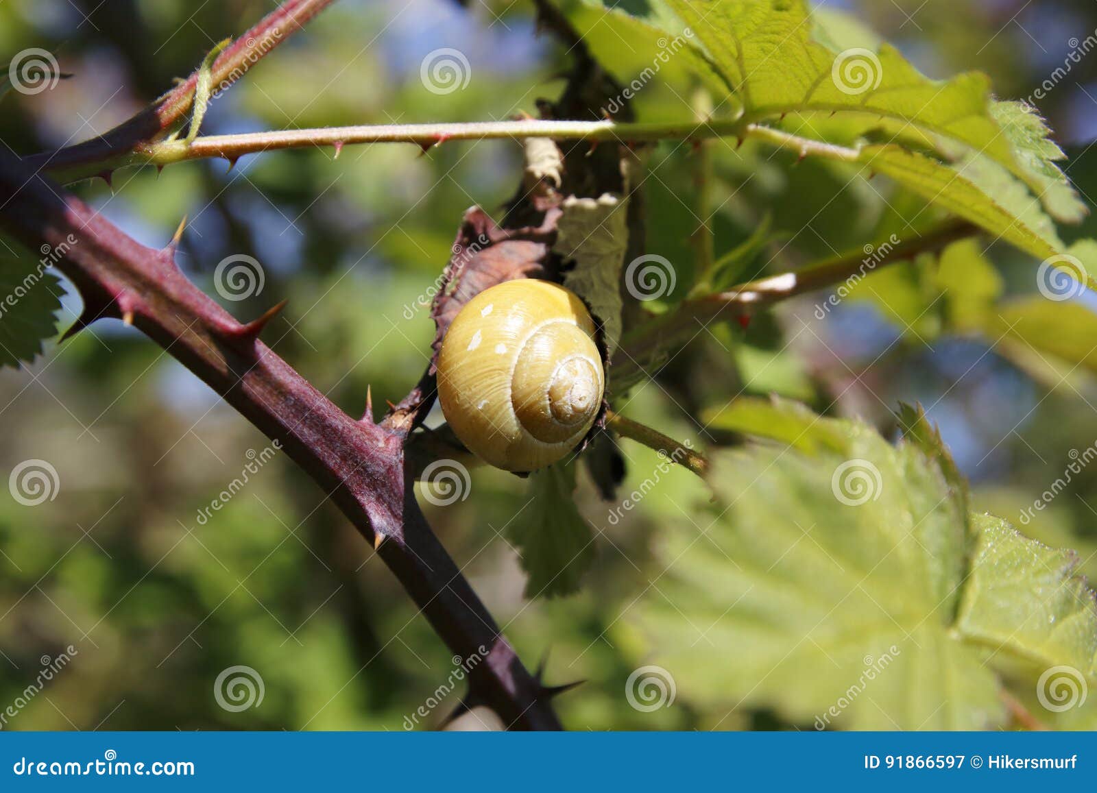 Snail with a snail shell stock image. Image of liberty - 91866597