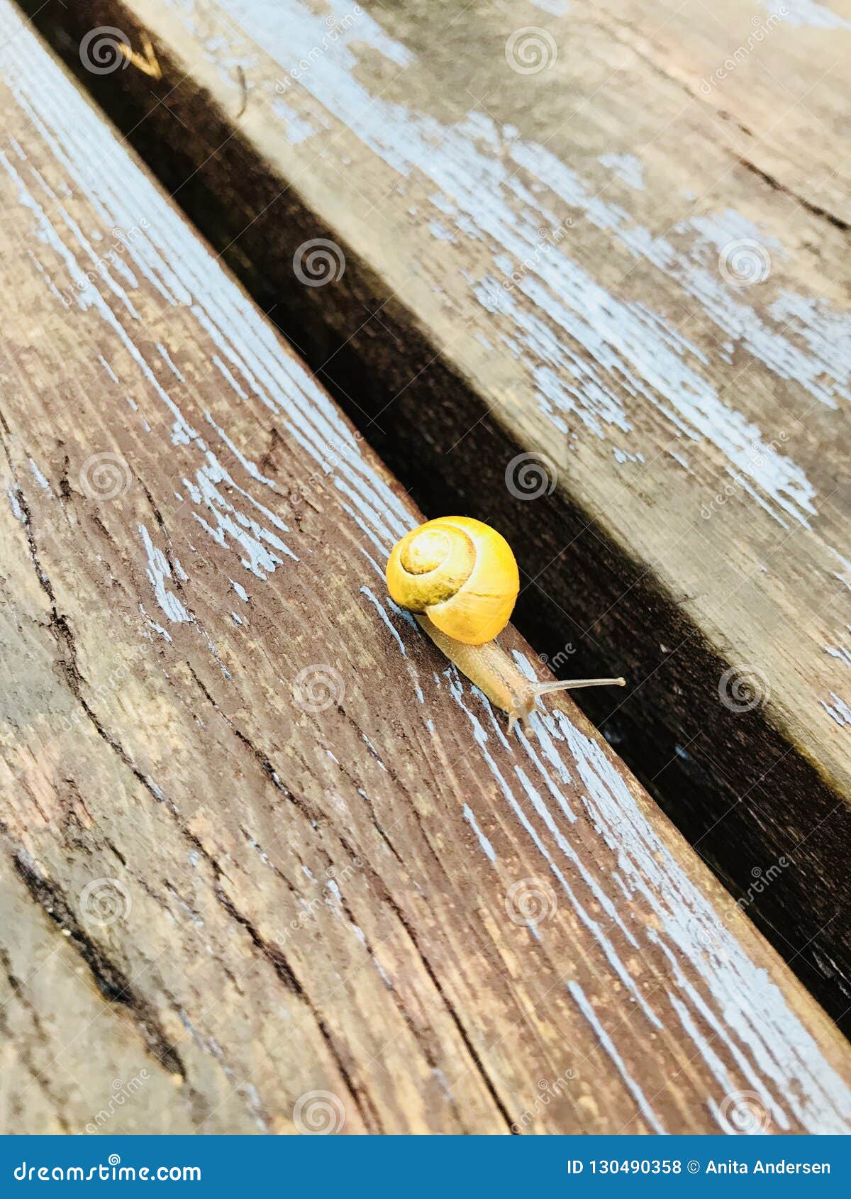 Snail stock photo. Image of forward, bergen, move, wood - 130490358