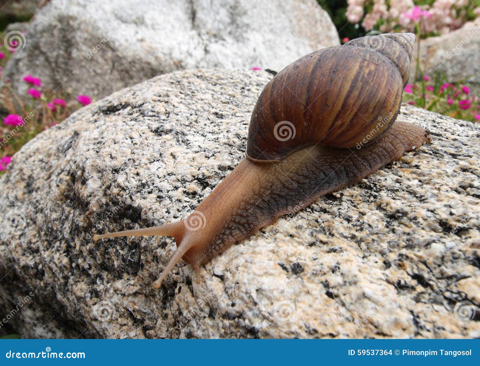 Snail stock photo. Image of snail, cute, slippery, shell - 59537364