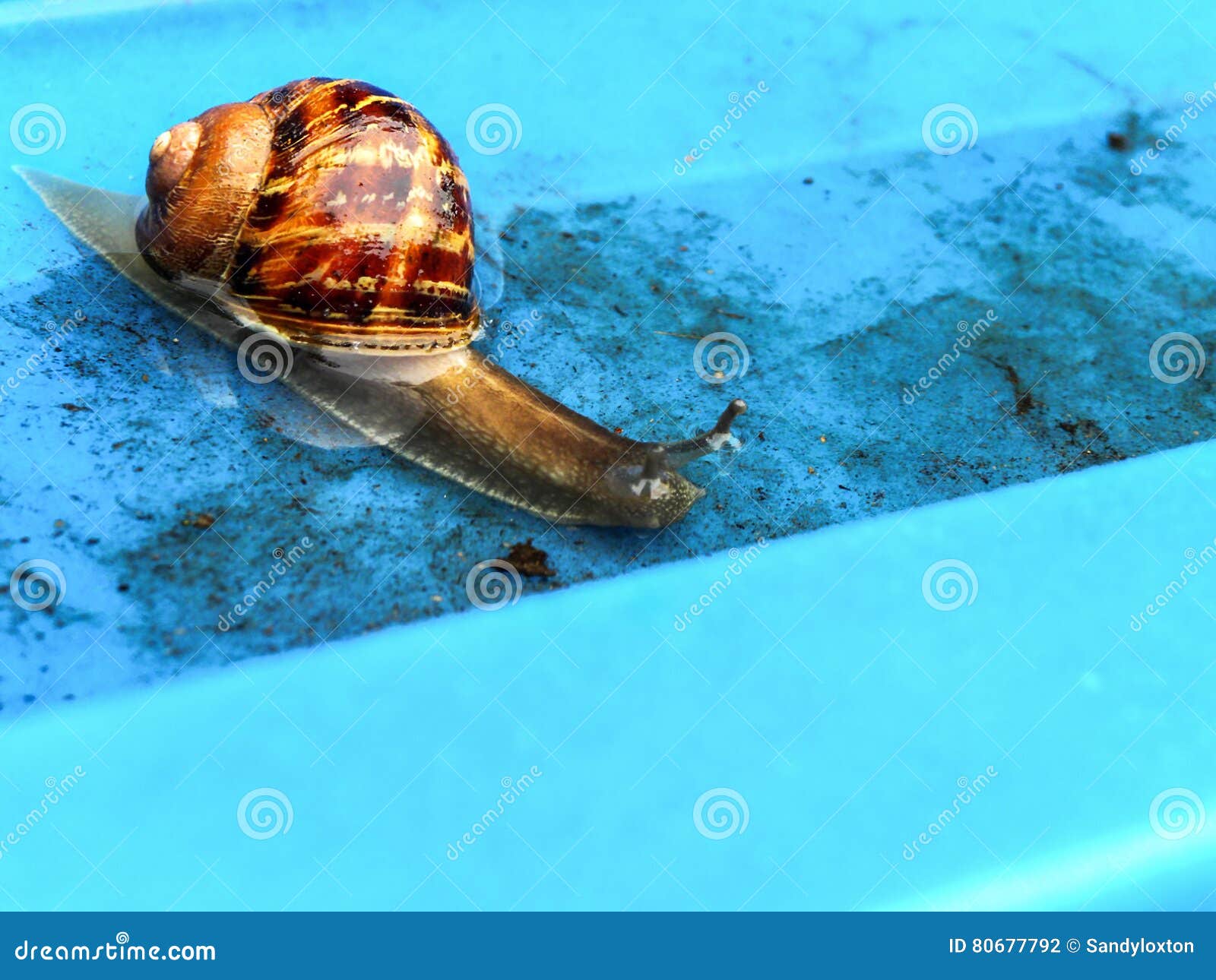 Snail snorkel stock photo. Image of bugs, navigating - 80677792