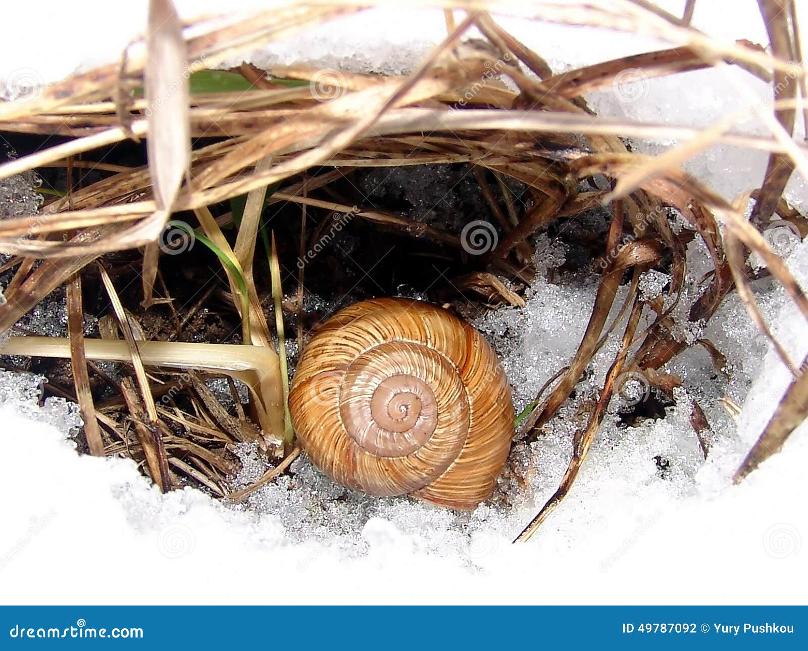 Snail in the snow stock photo. Image of isolated, moving - 49787092