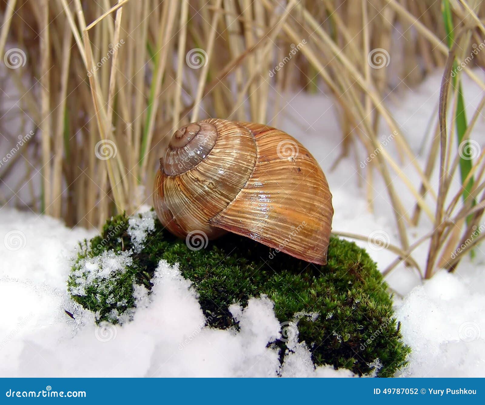 Snail in the snow stock photo. Image of moving, crawling - 49787052