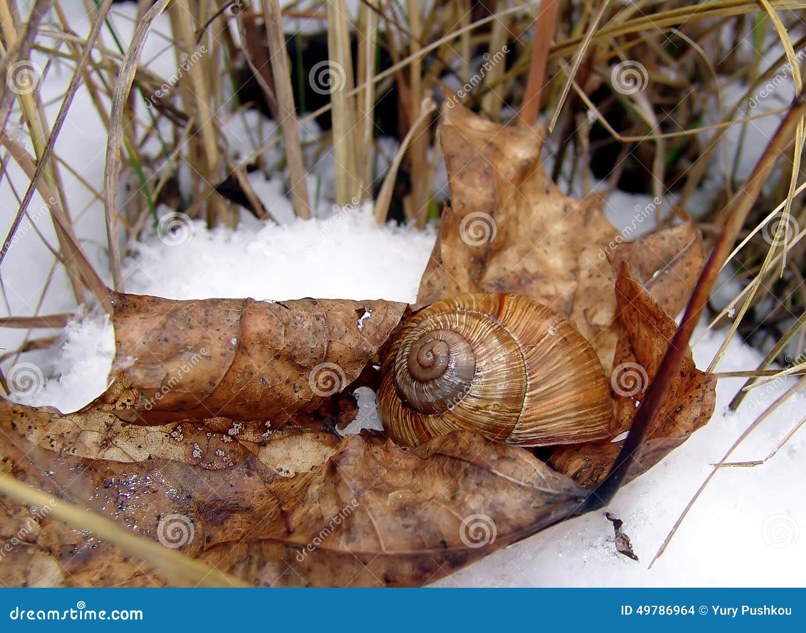 Snail in the snow stock photo. Image of slimy, wild, winter - 49786964