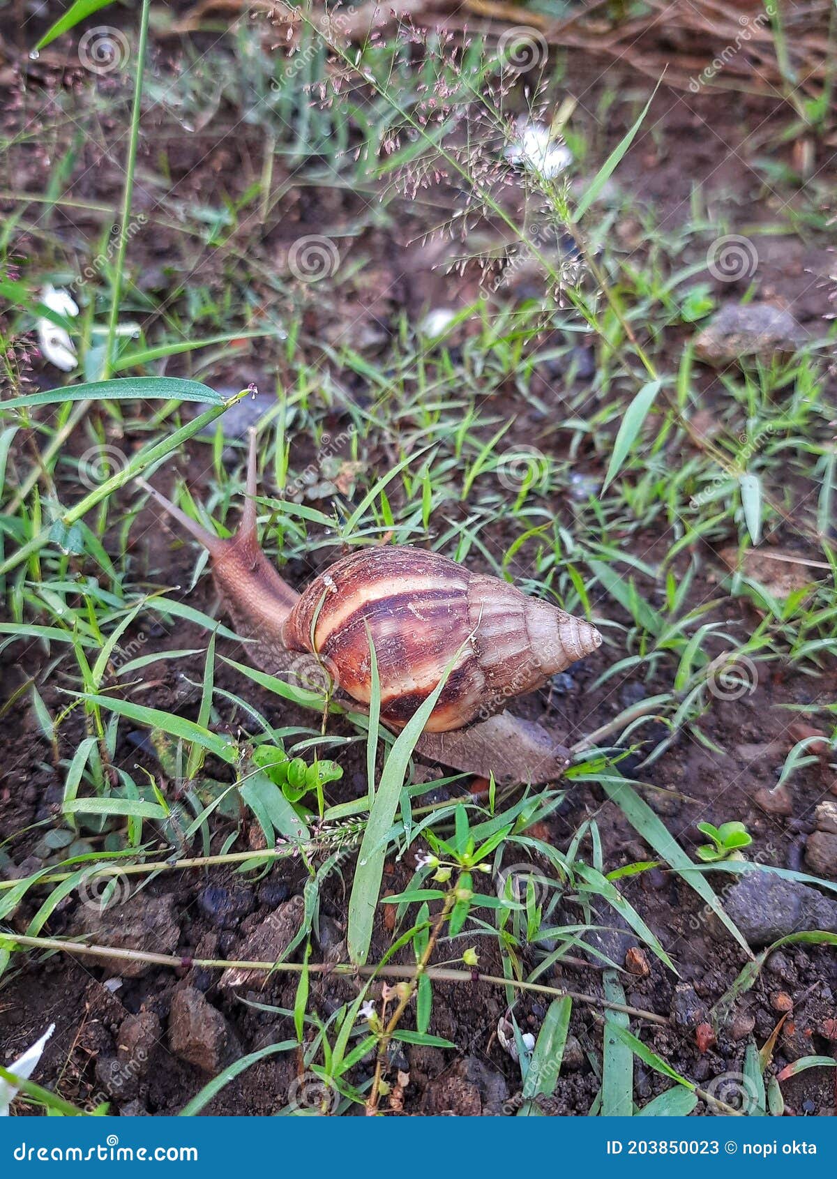 Snail in the soil stock image. Image of animal, flower - 203850023