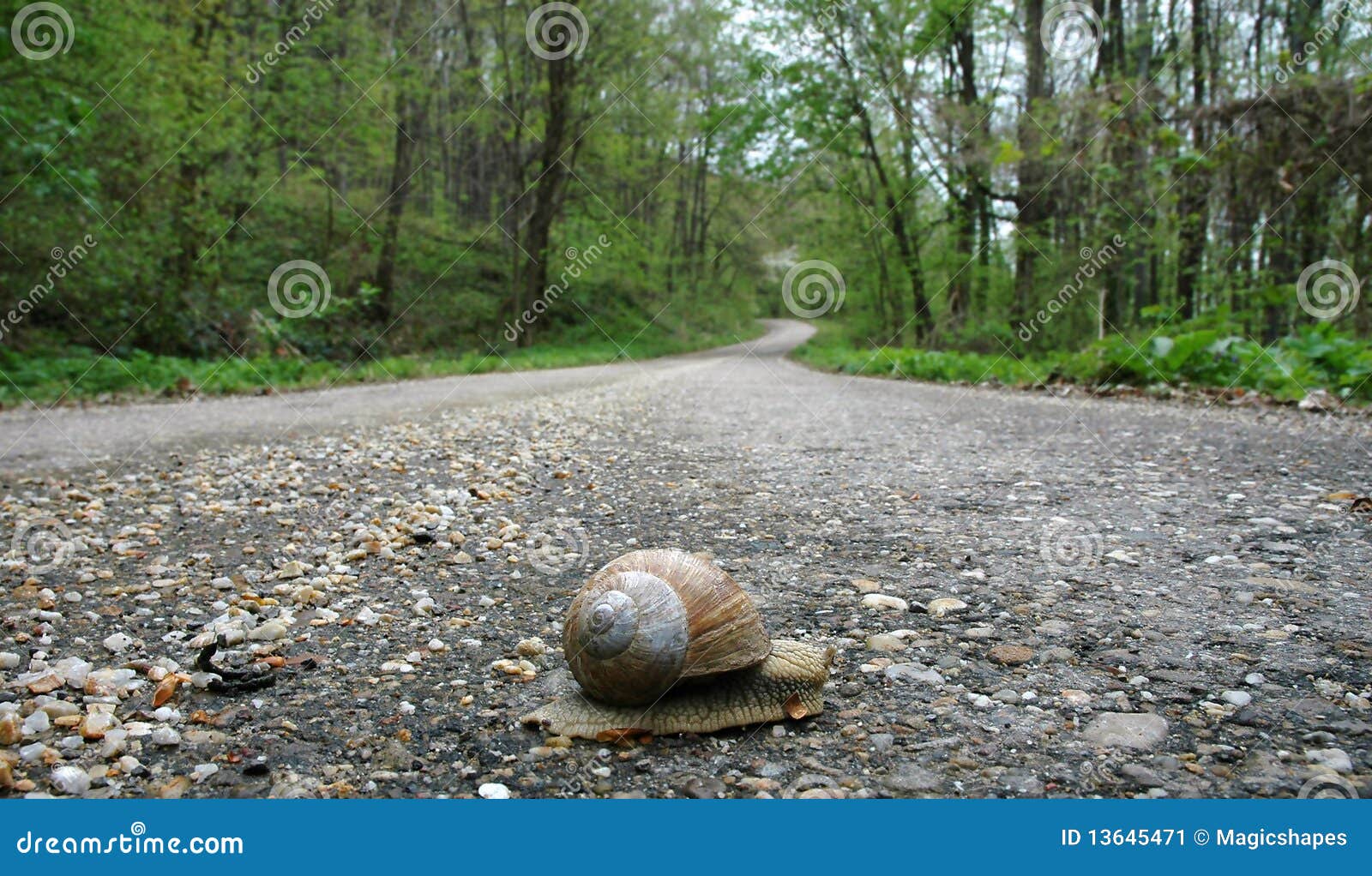Snail and speed stock image. Image of snail, green, exceed - 13645471