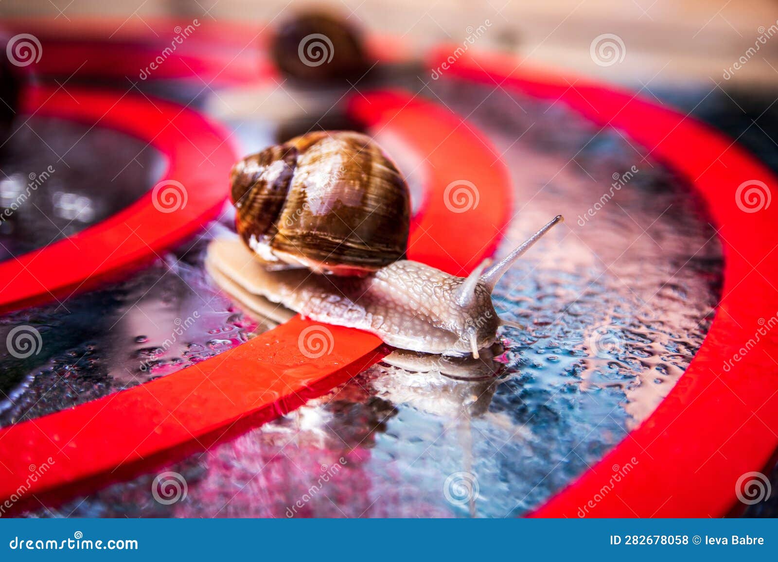 Snail Speed Competition in the Ring Stock Photo - Image of horns, water ...