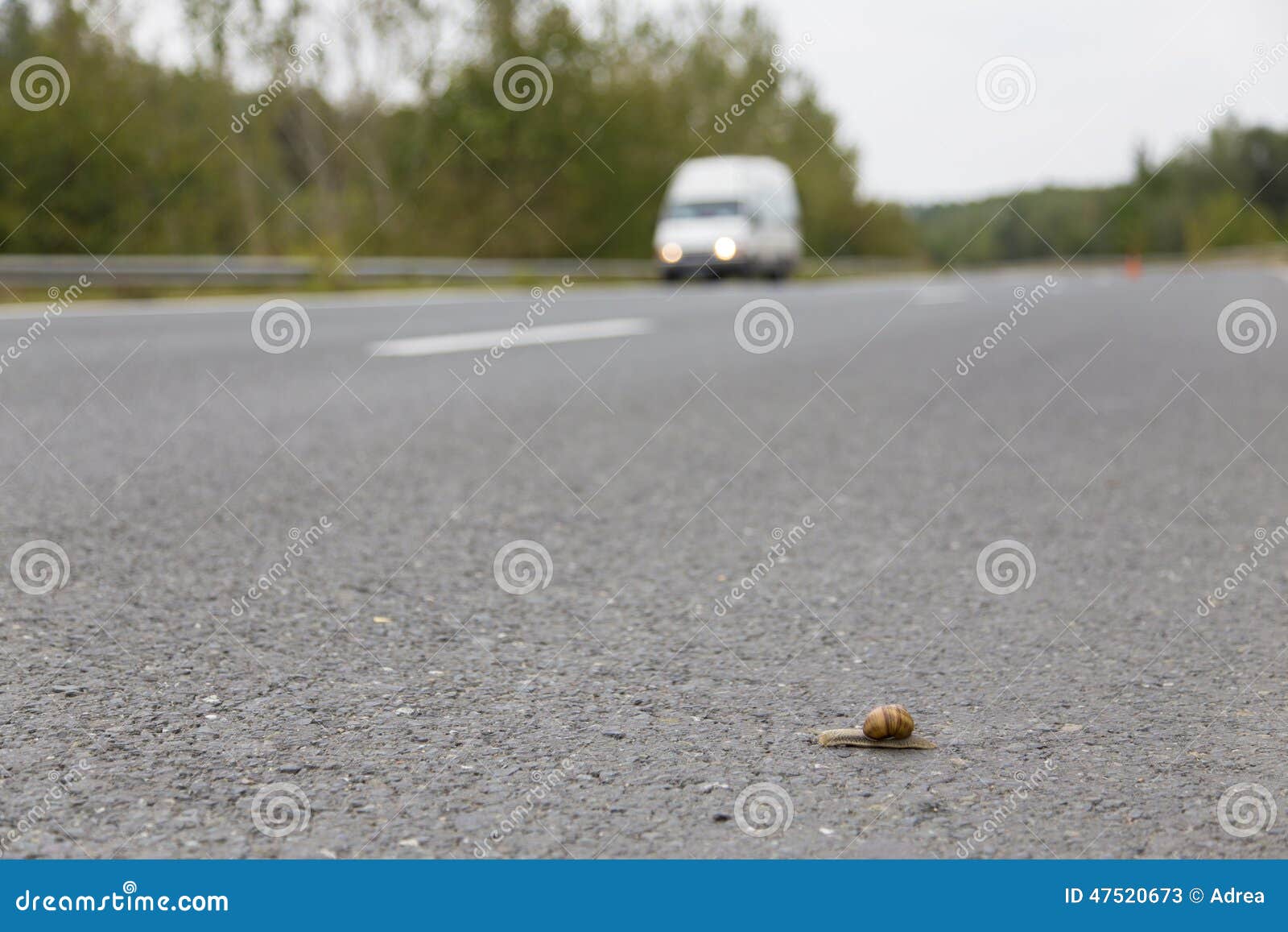 Snail Trying To Pass a Highway Stock Image - Image of macro, speed ...
