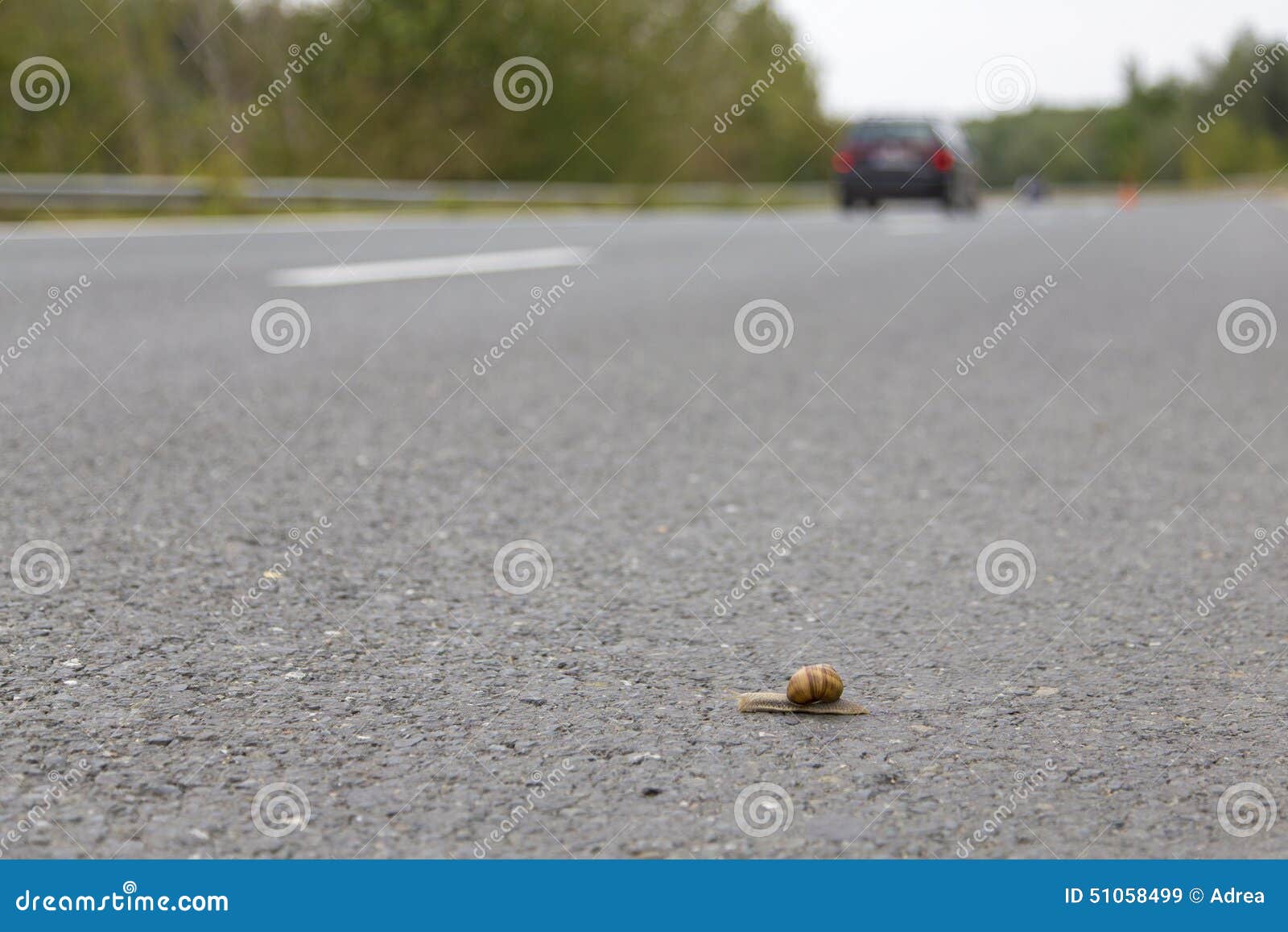 Snail Trying To Pass a Highway Stock Image - Image of lazy, cross: 51058499