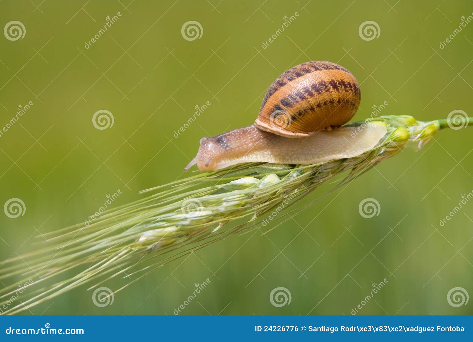 Snail on a spike stock photo. Image of spike, close, barley - 24226776