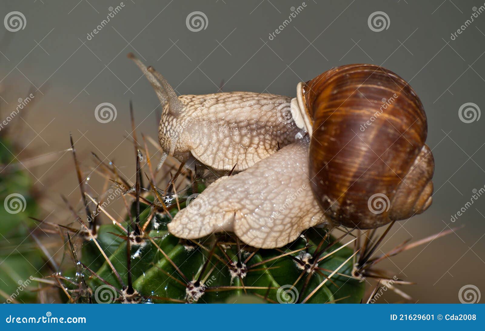 Snail on spines stock image. Image of escargot, helix - 21629601