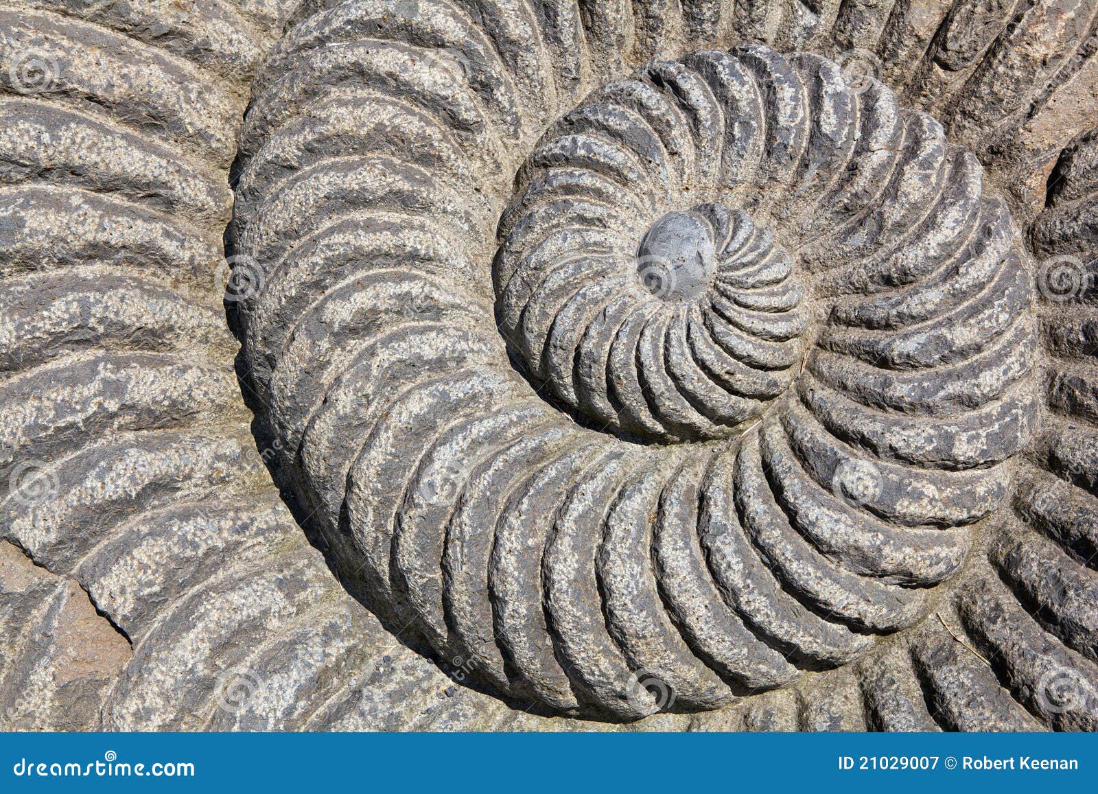 Snail Spiral stock image. Image of spiral, nature, shell - 21029007