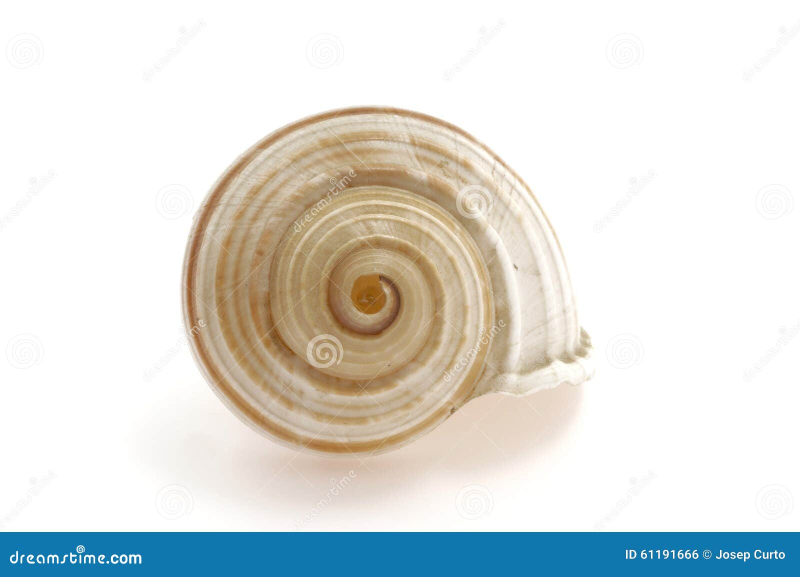 Snail Spiral Royalty-Free Stock Photo | CartoonDealer.com #21029007