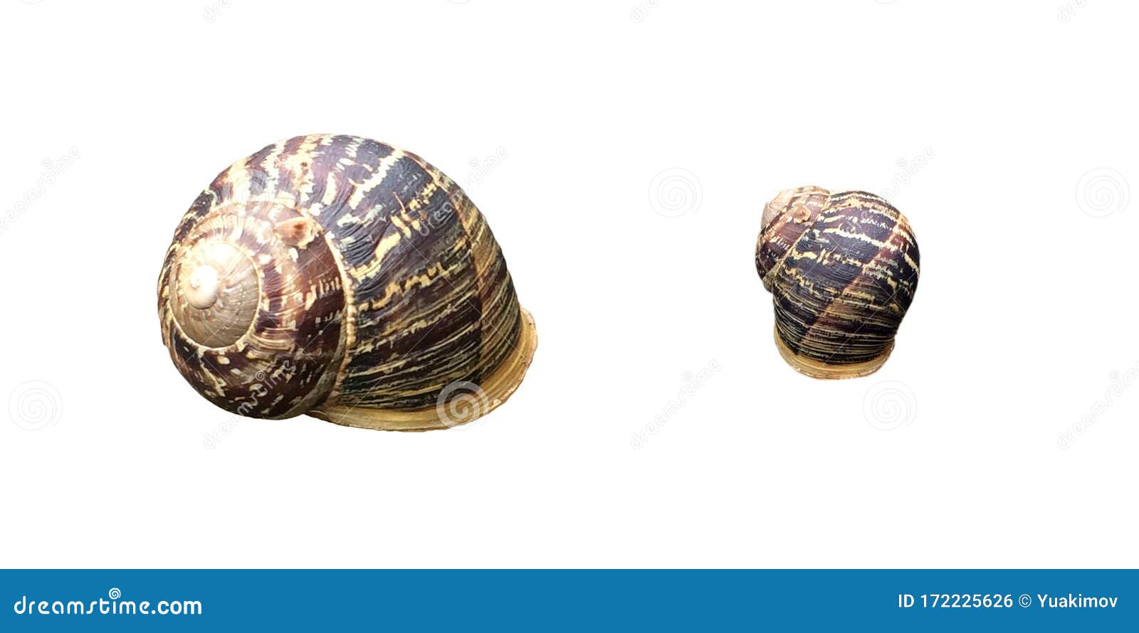 Snail Spiral Shell Top and Side View Isolated Stock Photo - Image of ...