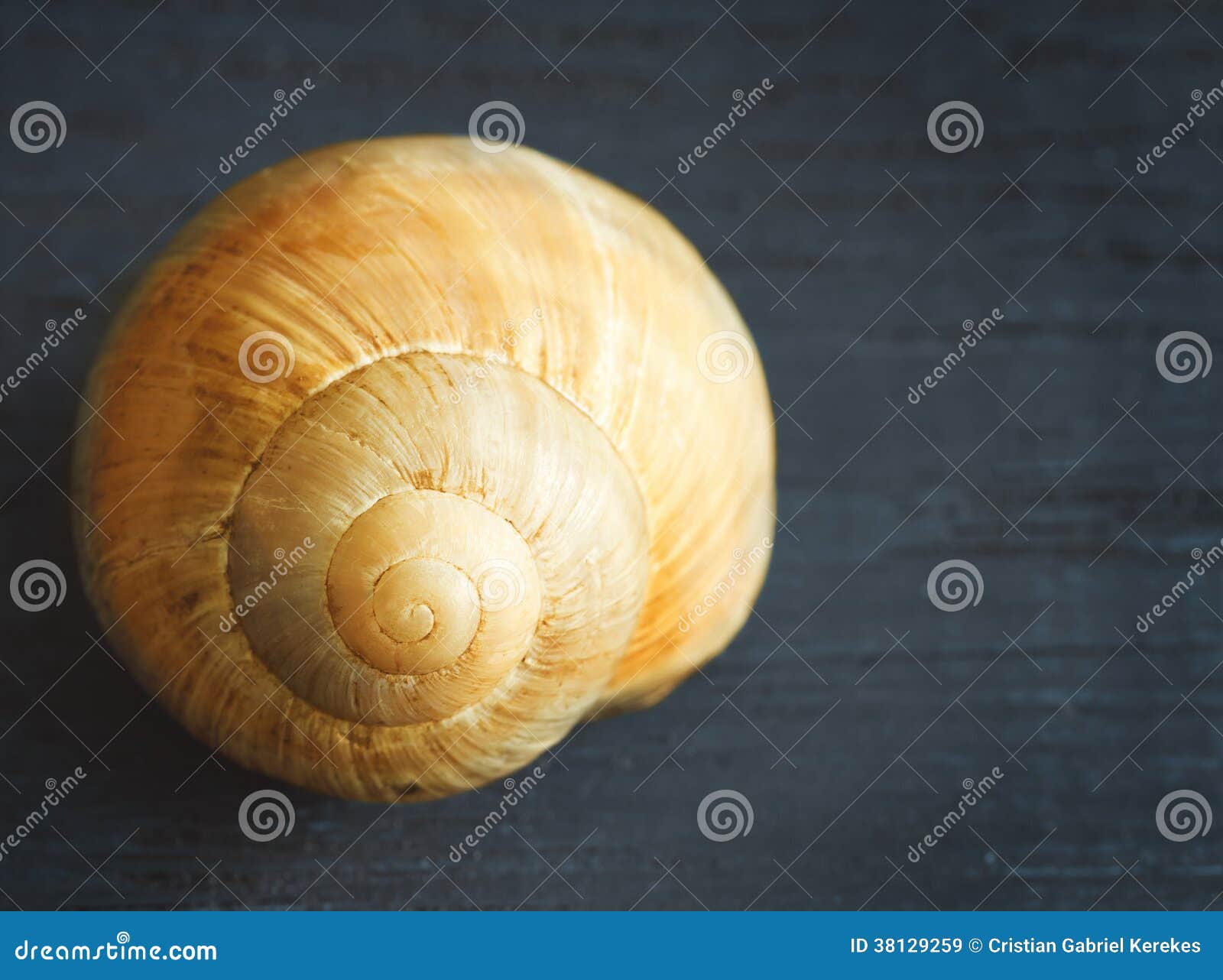 Snail Spiral Shell on Wooden Background. Stock Image - Image of empty ...