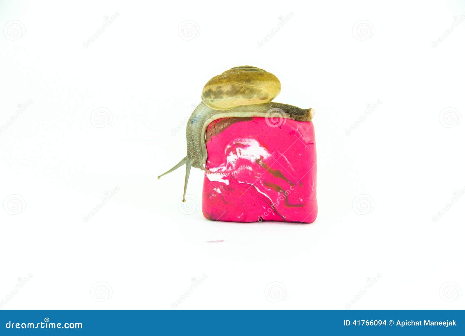 Snail and square stock photo. Image of nature, garden - 41766094