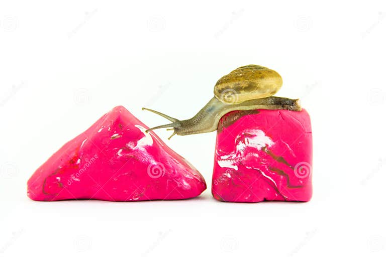 Snail on Square and Triangle Stock Photo - Image of close, brown: 41766084