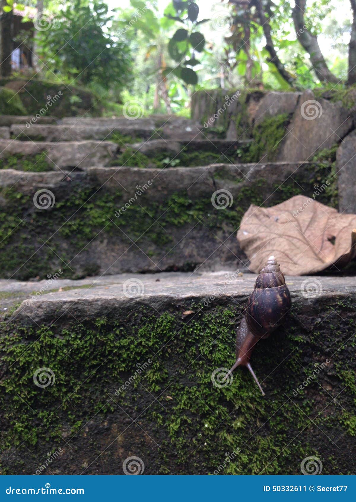 Snail and stairs stock image. Image of kandy, snail, making - 50332611