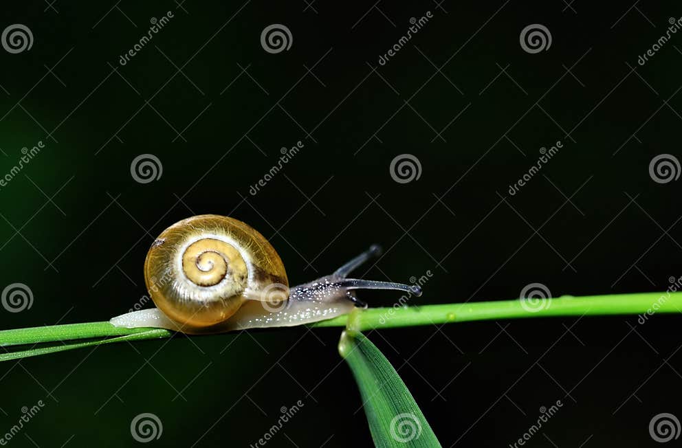 Snail on stalk stock image. Image of animal, details - 25809027