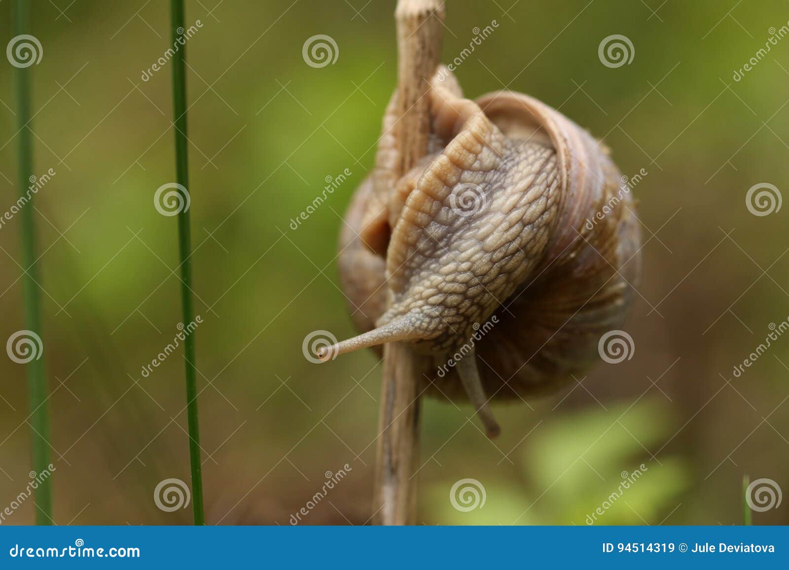 Snail stock image. Image of invertebrates, gastropod - 94514319